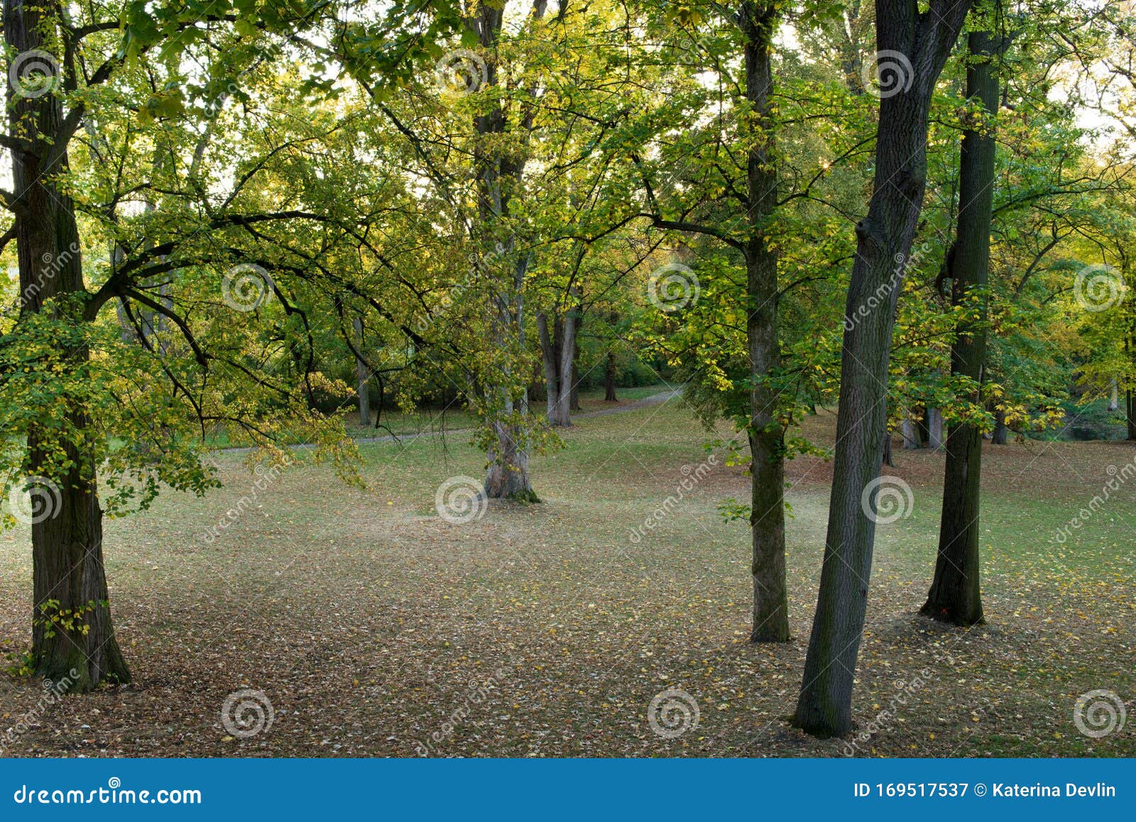 Still forest. stock image. Image of mysterious, natural - 169517537