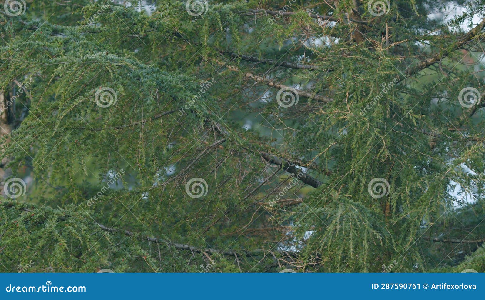 Fresh Green Spruce Branches in Their Natural Habitat. Pine Tree, Sways ...