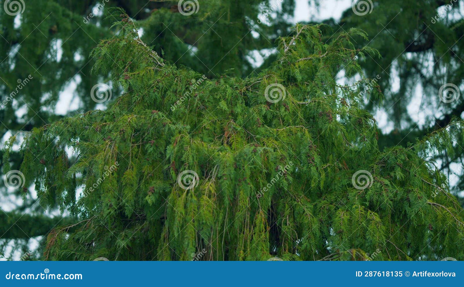 Garden or Park with Thuja Trees. Branches of the Trees are Swaying in ...