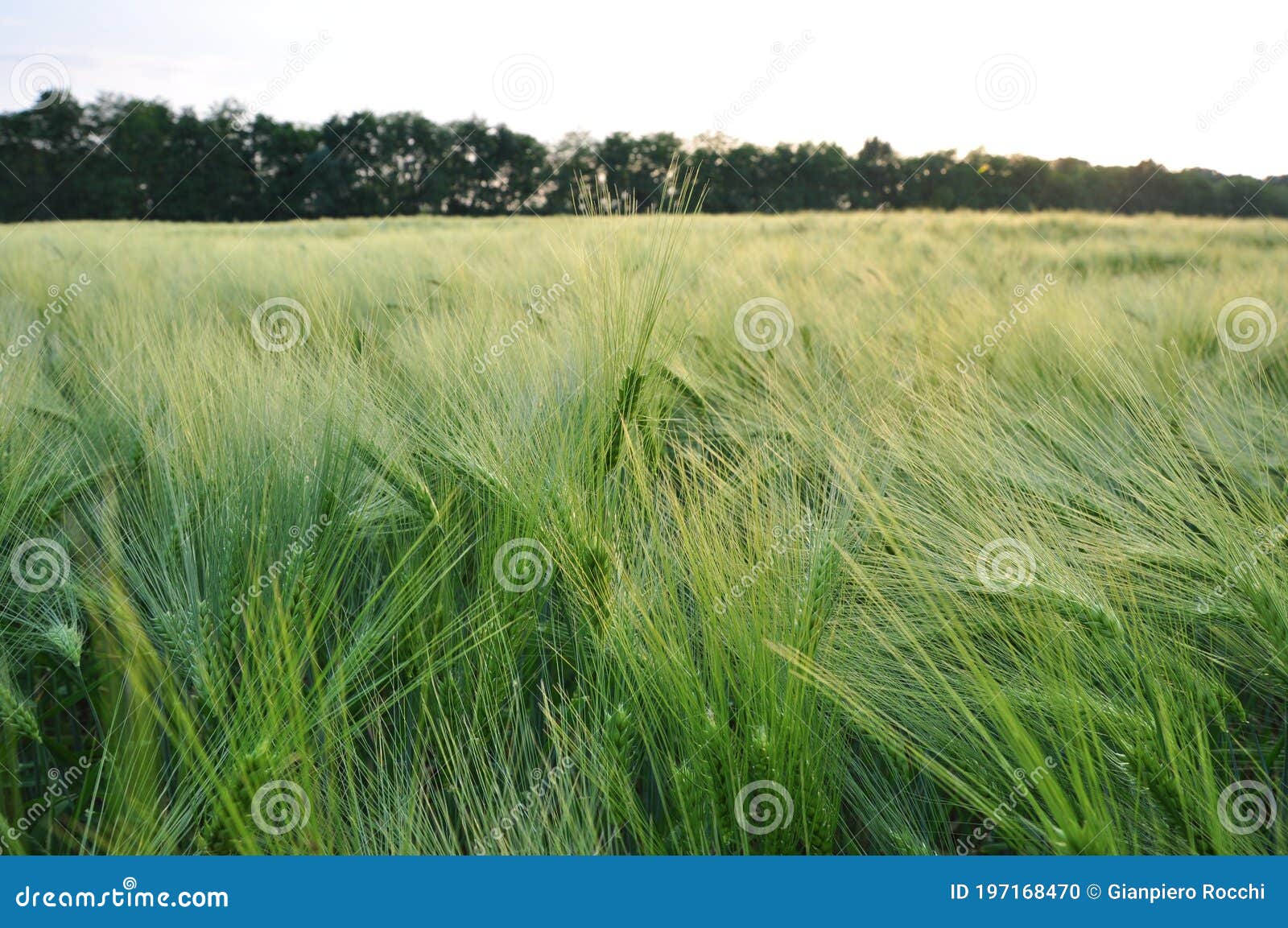 Durum wheat in the field stock photo. Image of venezia - 197168470