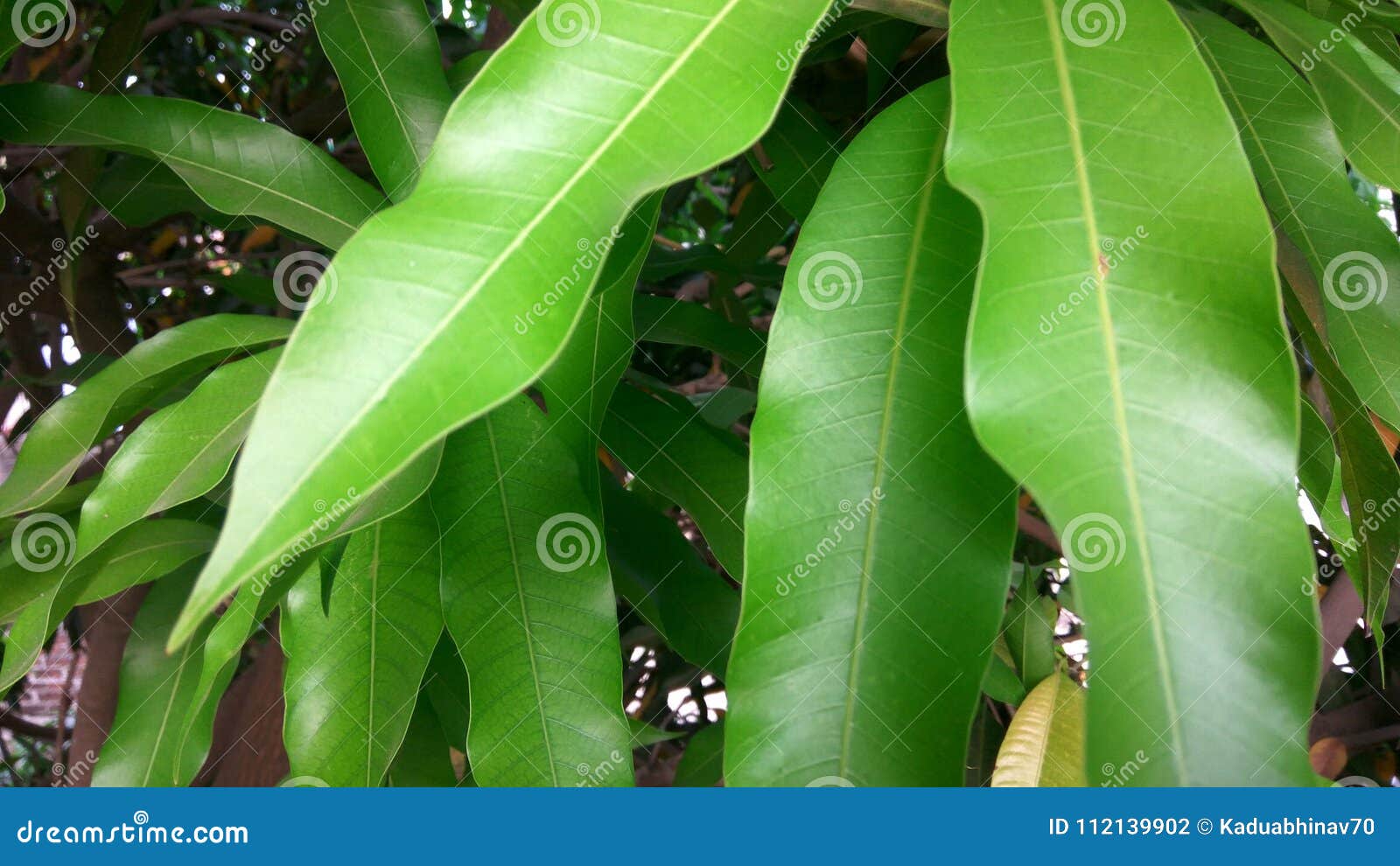 Mango tree branches stock photo. Image of leaves, mango - 112139902