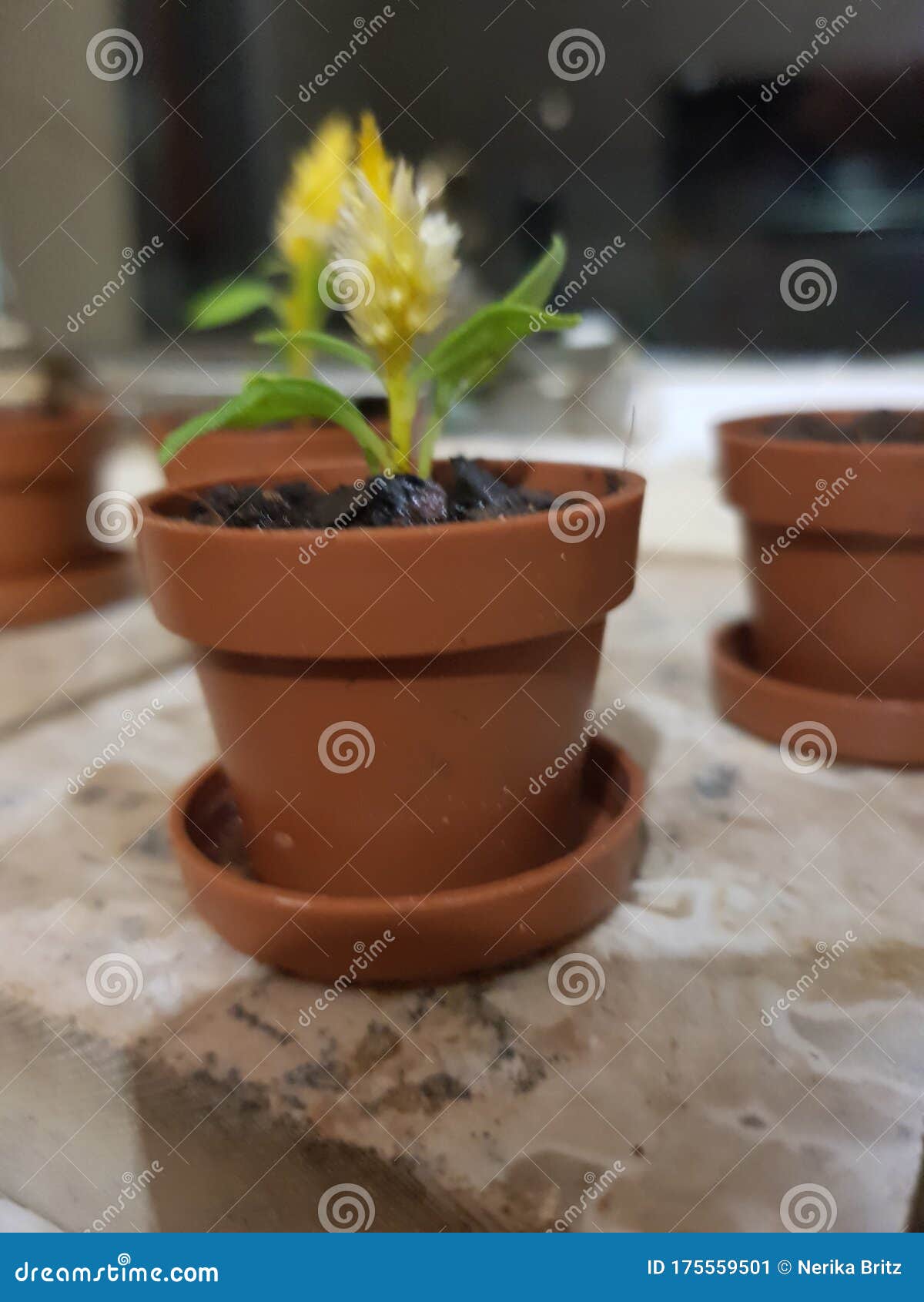 Still growing strong stock image. Image of still, hannekam - 175559501