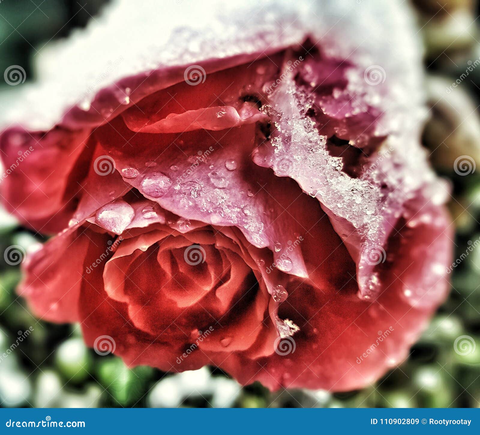 Rose in winter stock image. Image of bloom, winter, still - 110902809