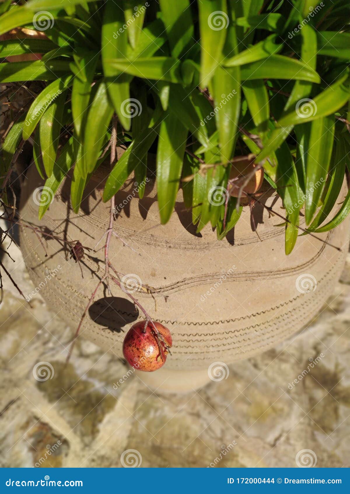 Waiting for the fall stock photo. Image of waiting, plant - 172000444