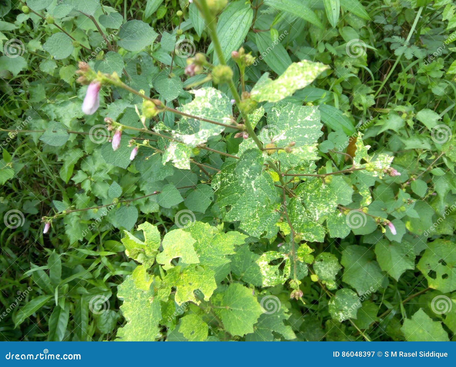 Still hope. stock image. Image of long, still, hope, leaf - 86048397