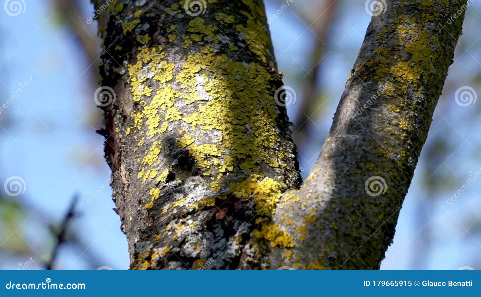 Still Image of a Tree Trunk V Shaped with Light and Shadow Stock Video ...