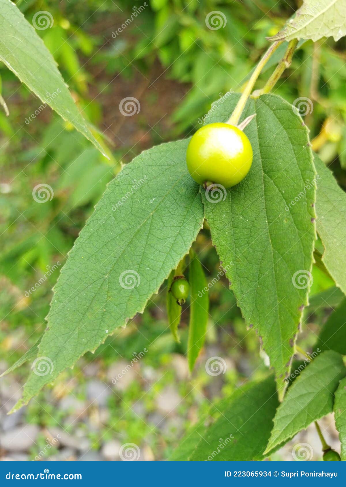 The Still Immature Kersen that Sits among the Foliage in a Tree Stock ...