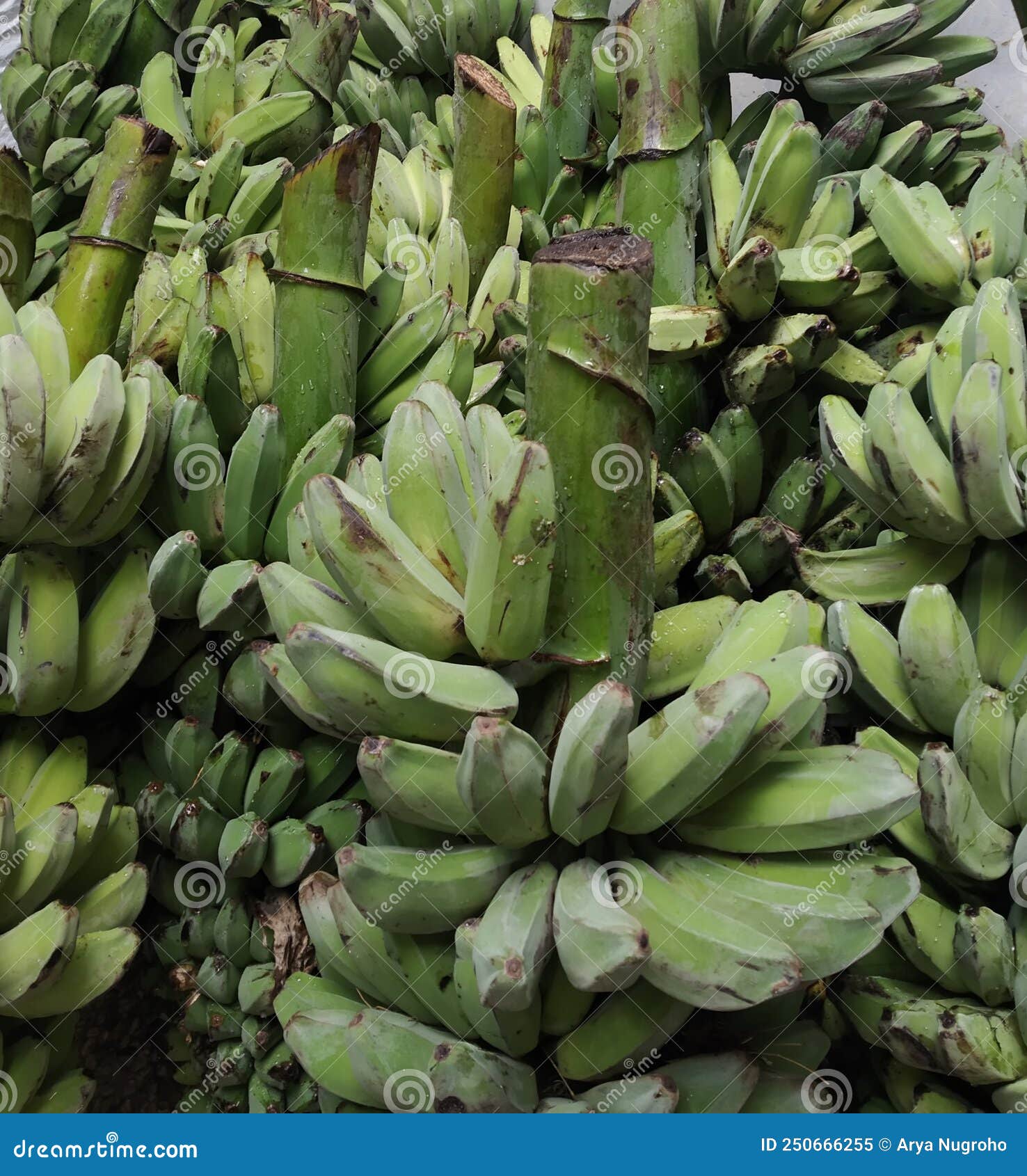 Still Intact Native Indonesian Bananas Stock Image - Image of leaf ...