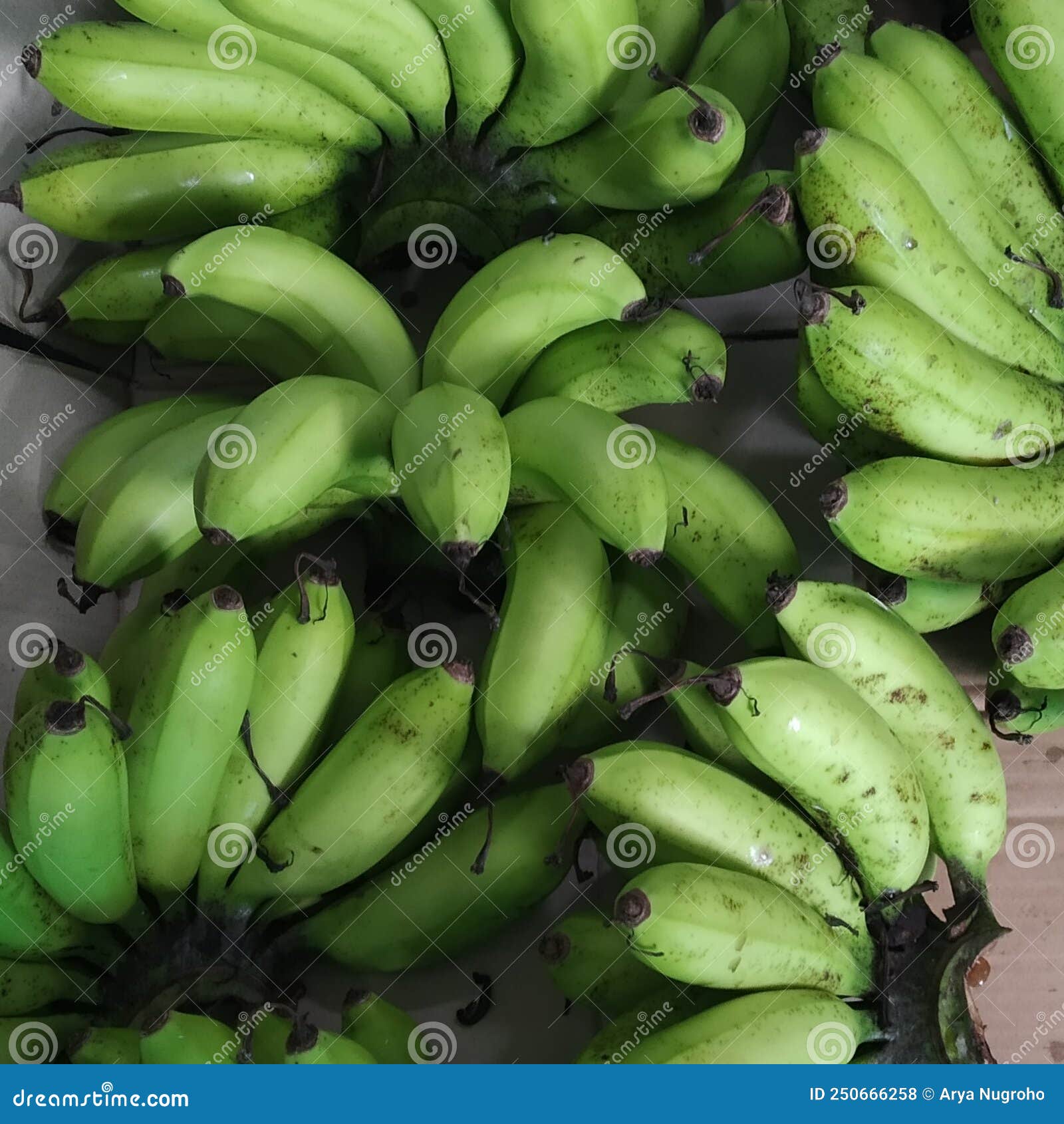 Still Intact Native Indonesian Bananas Stock Photo - Image of flower ...