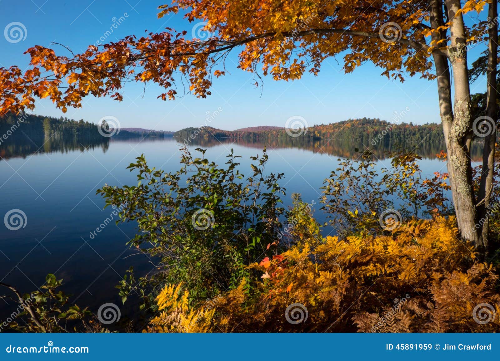 Still lake stock image. Image of pine, forest, natural - 45891959