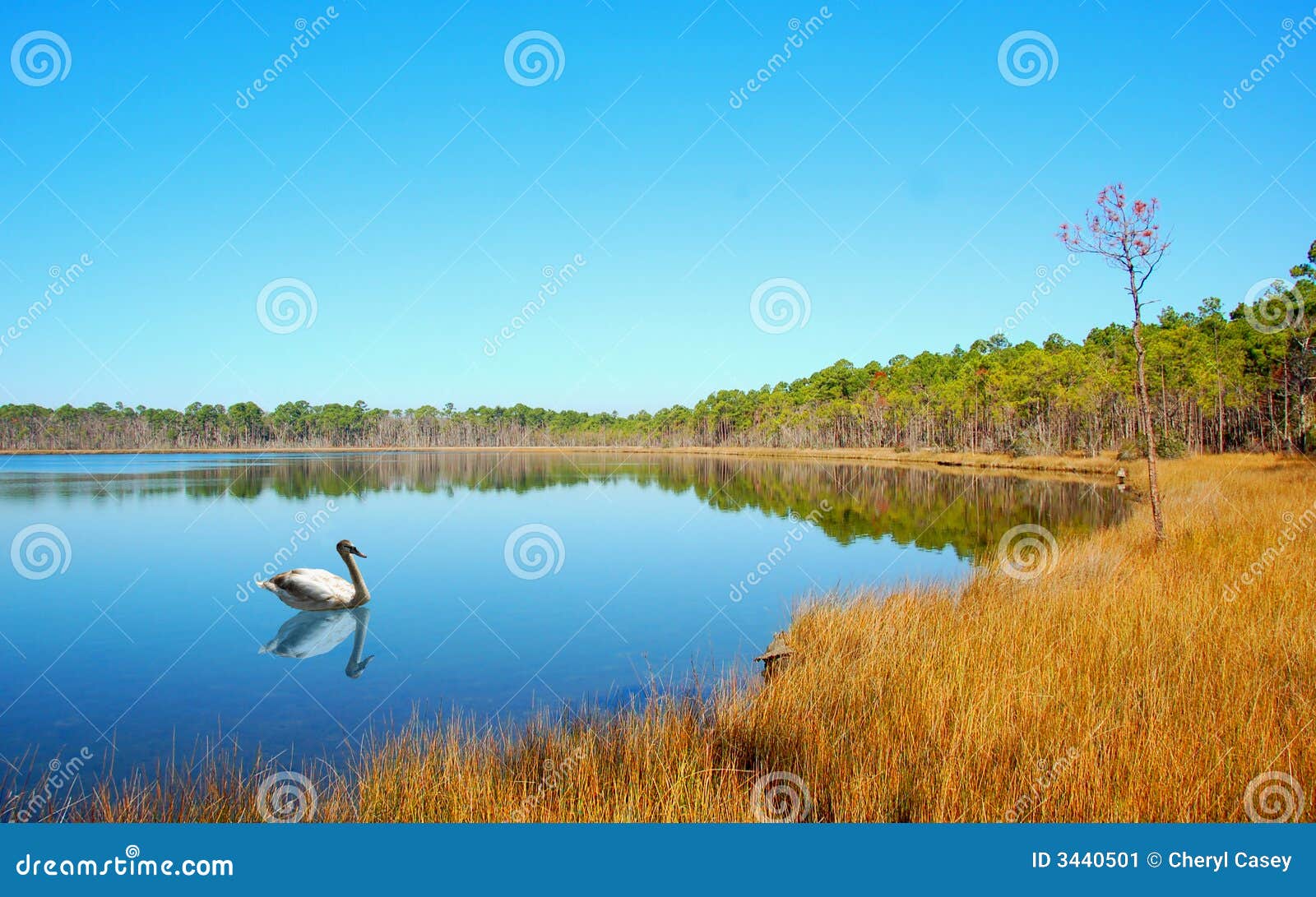 Lake Grass Perfectly Still Water Stock Photos - Free & Royalty-Free ...