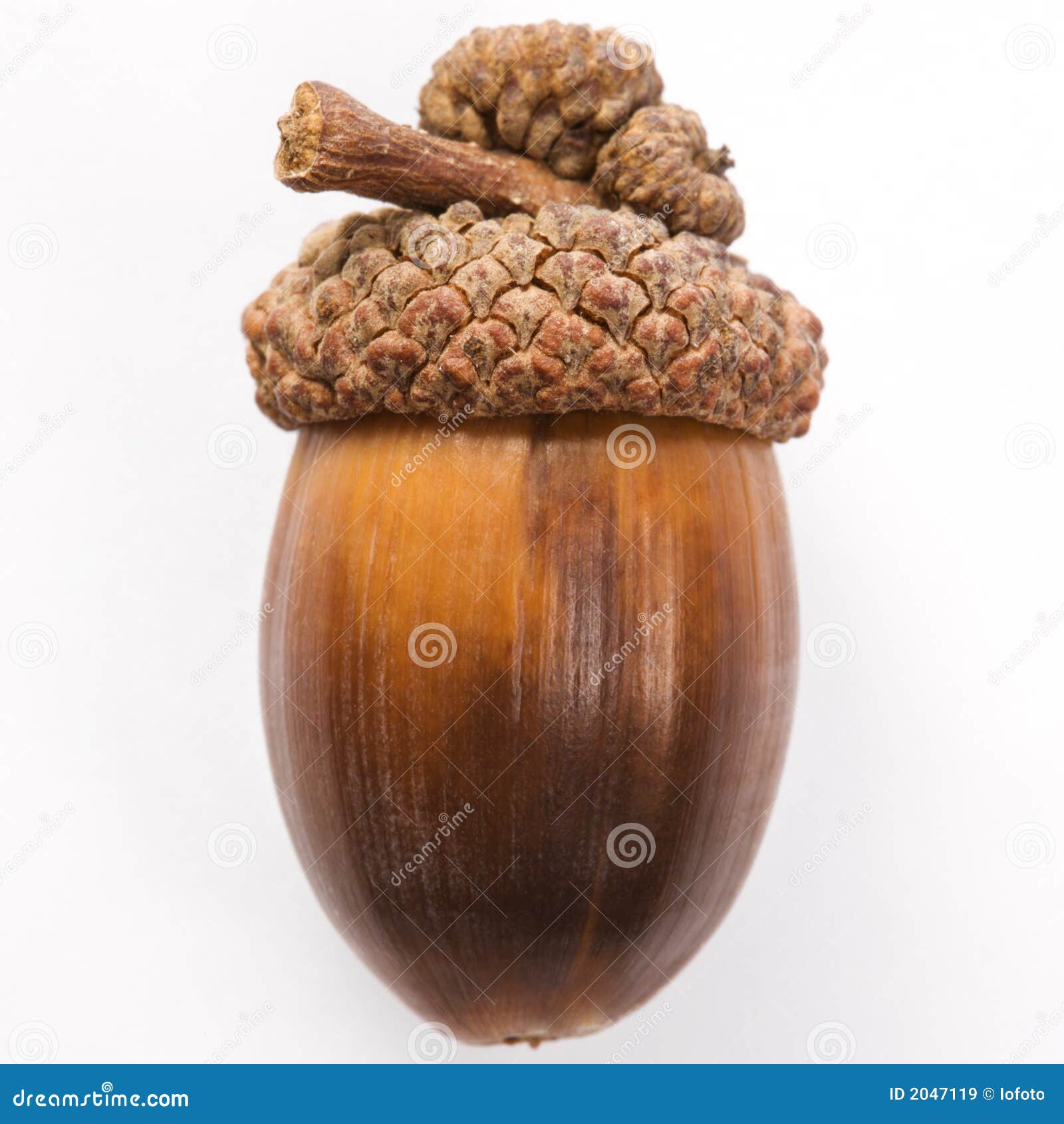Still life of acorn. stock image. Image of studio, tree - 2047119