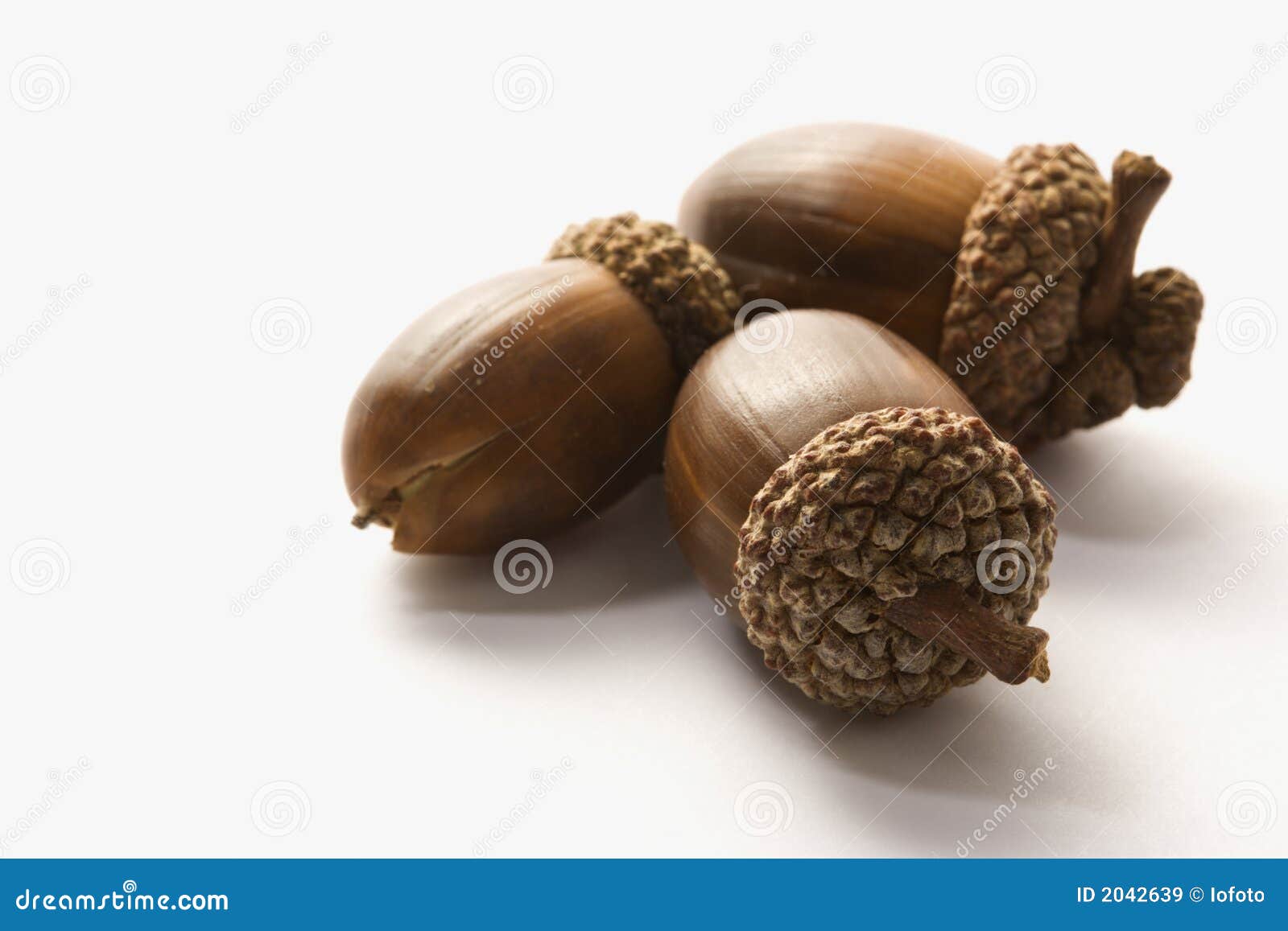 Still life of acorns. stock image. Image of three, photograph - 2042639