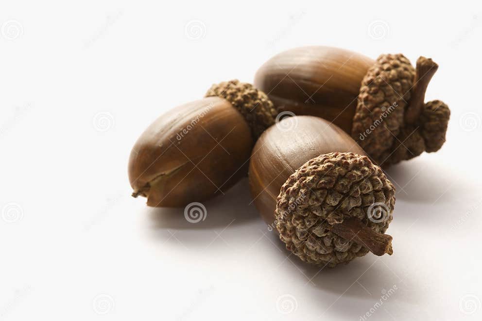 Still life of acorns. stock image. Image of three, photograph - 2042639