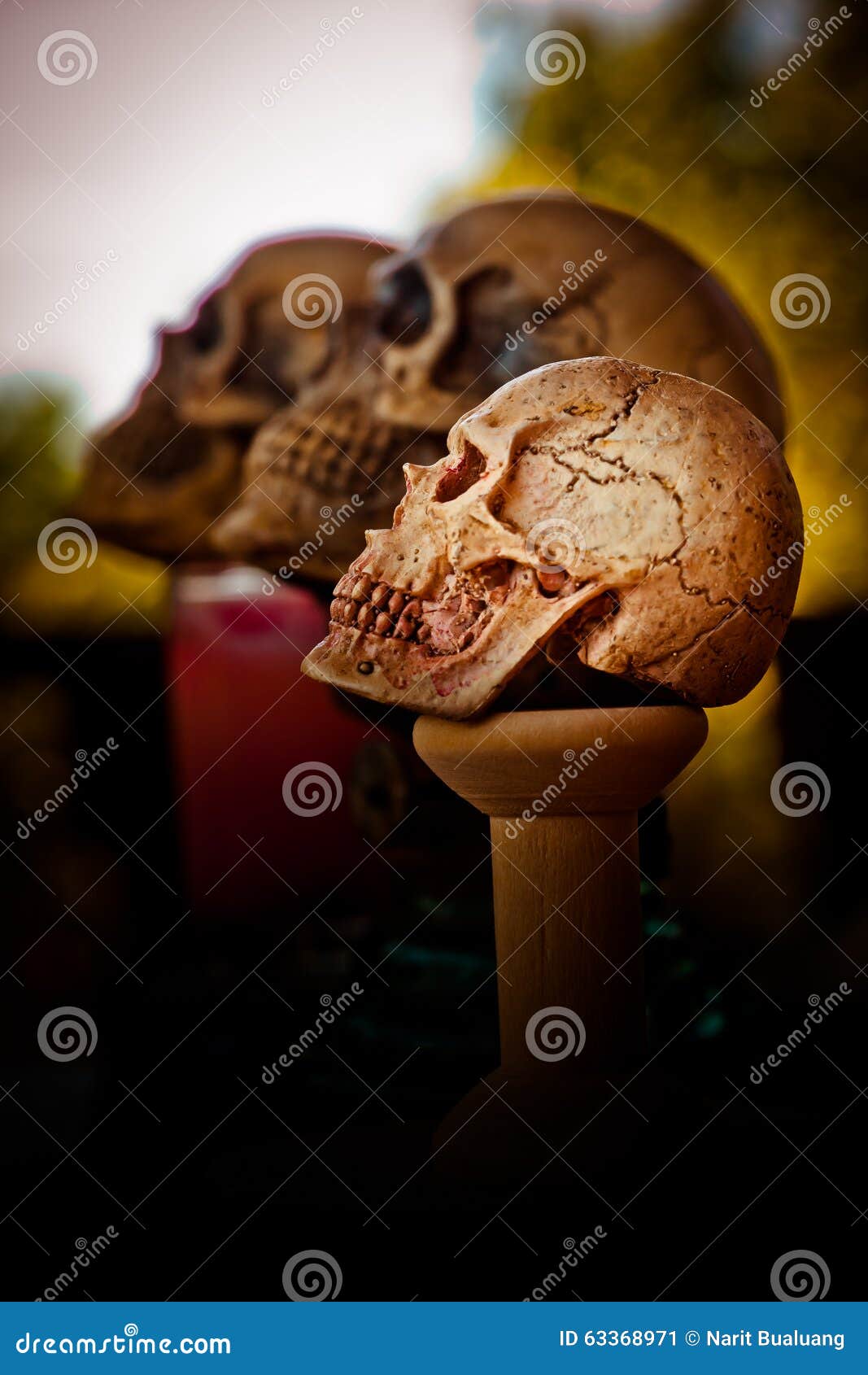 Still life art skull stock image. Image of lamp, biological - 63368971