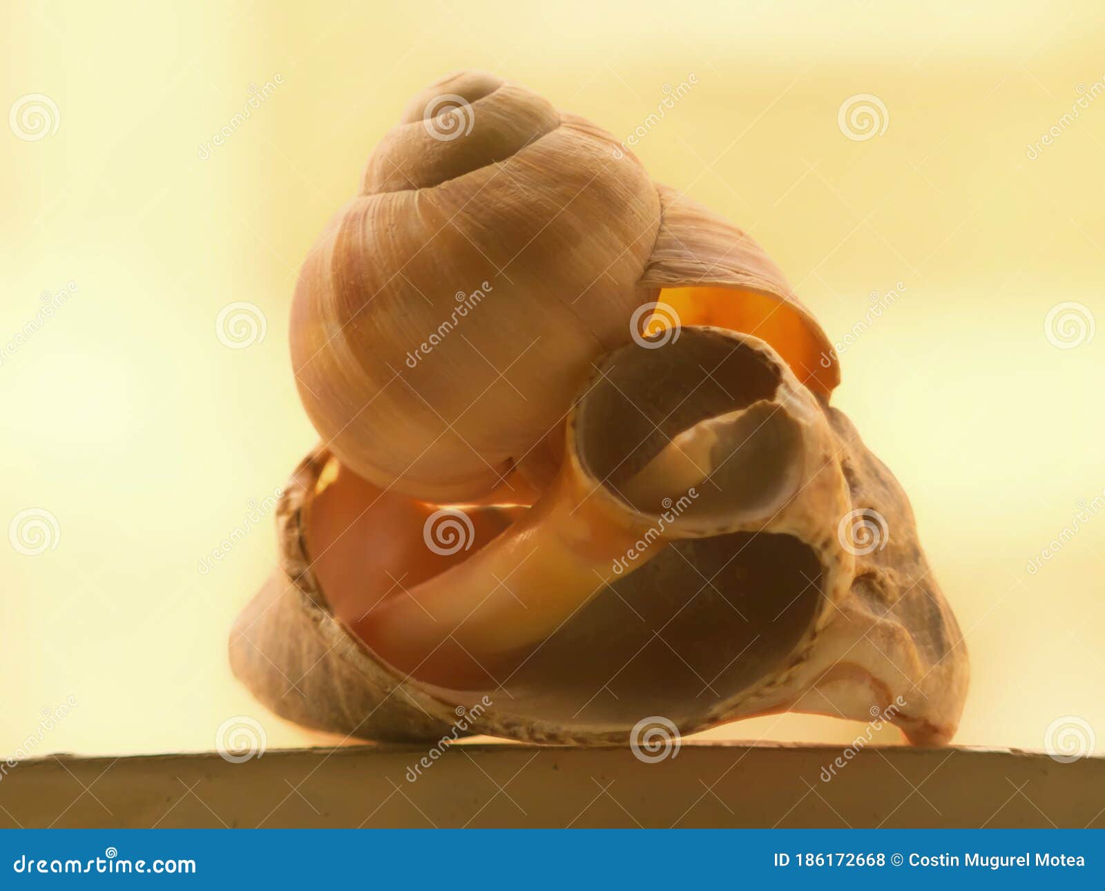 Still Life with Broken Snail Shells Stock Photo - Image of warm ...