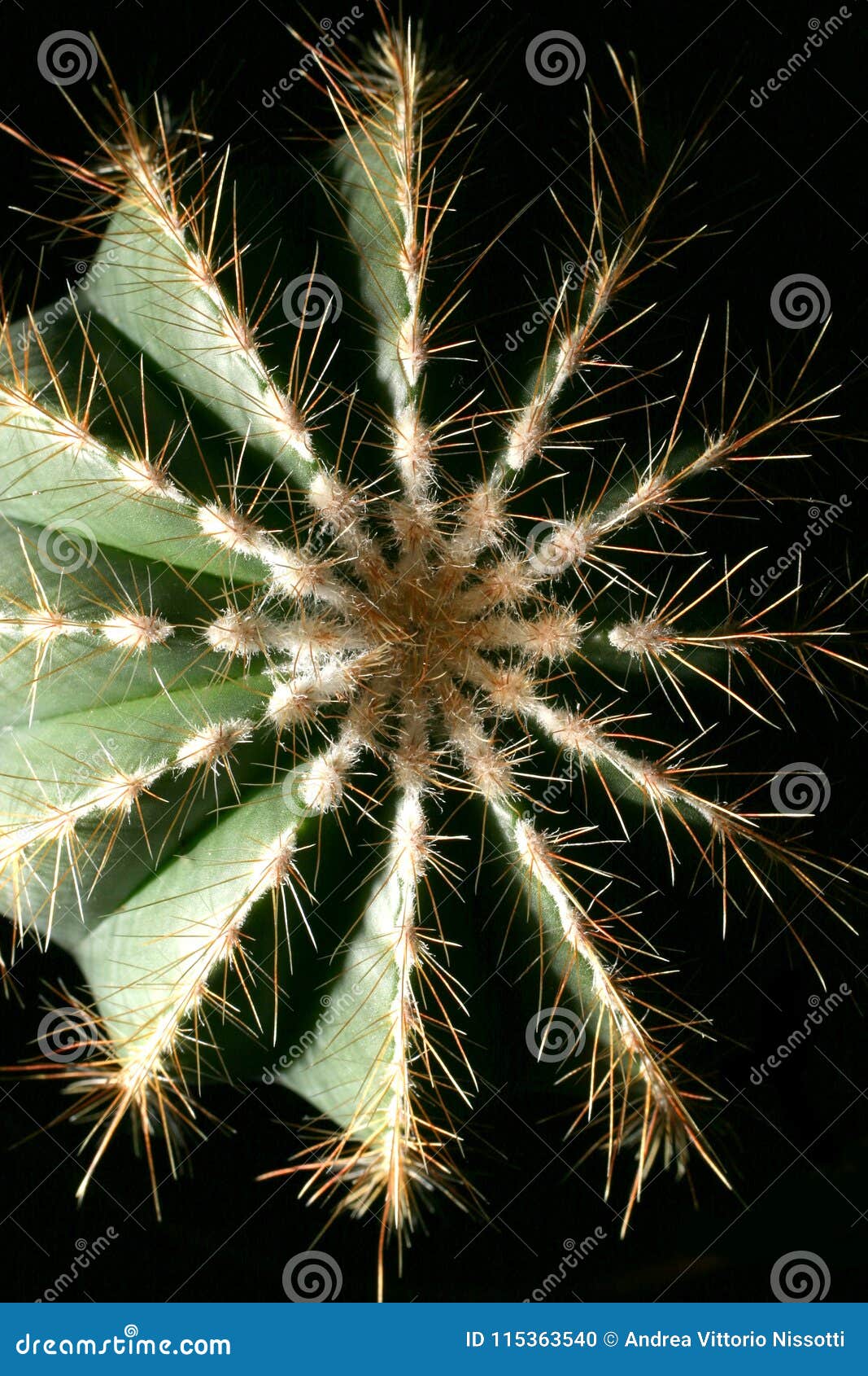 Still Life of Cactus Fat Plant on Dark Background Stock Photo - Image ...
