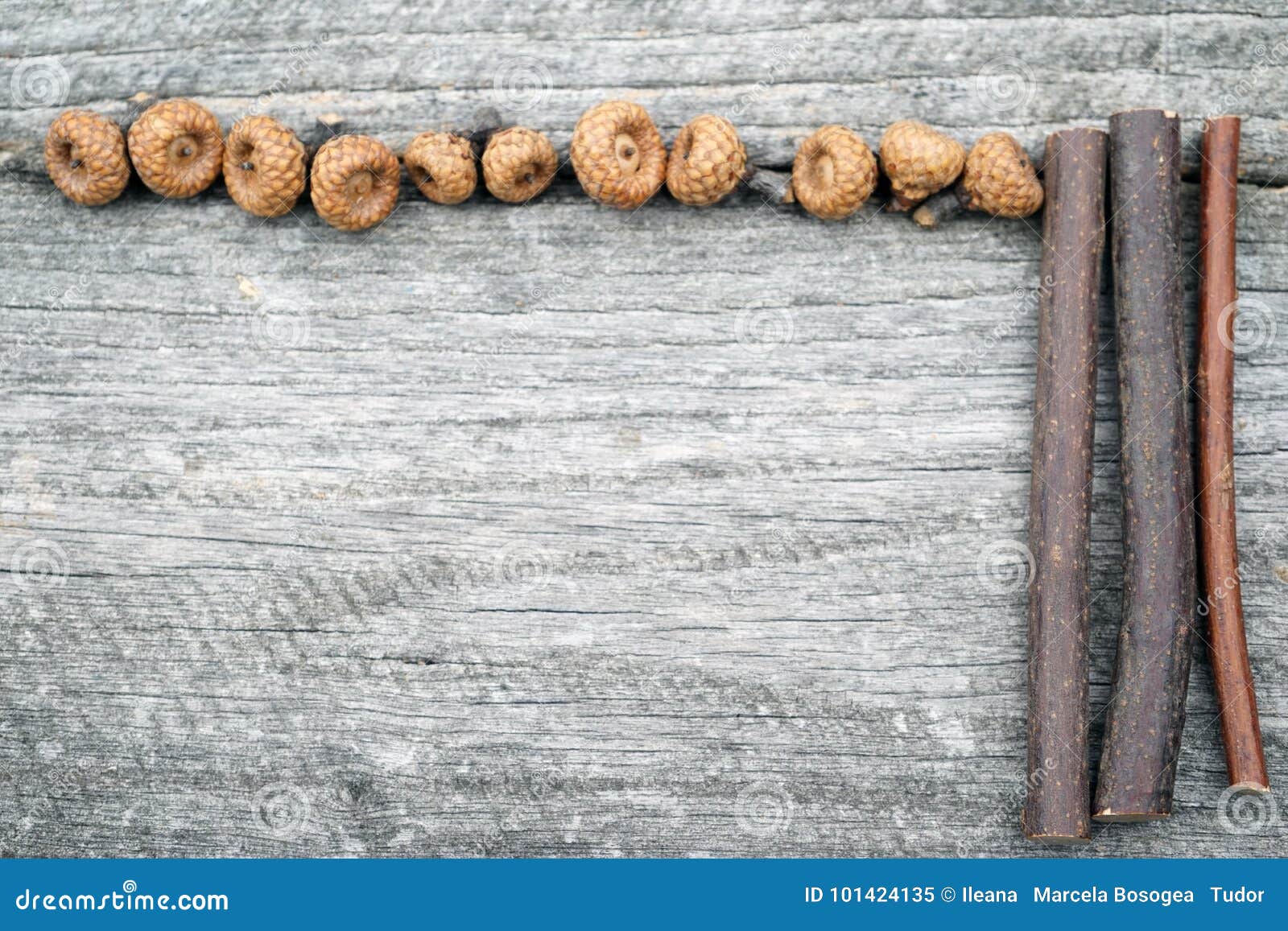 Tiny Acorns Growing In Clusters On Oak Tree In Florida - Quercus ...