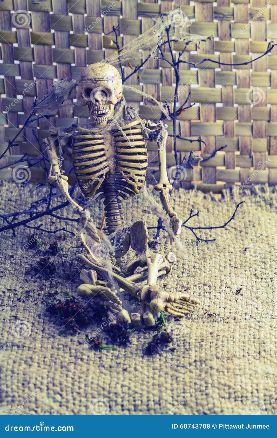 Still Life Concept Human Body Bone and Old Cobweb on Dry Branc Stock ...