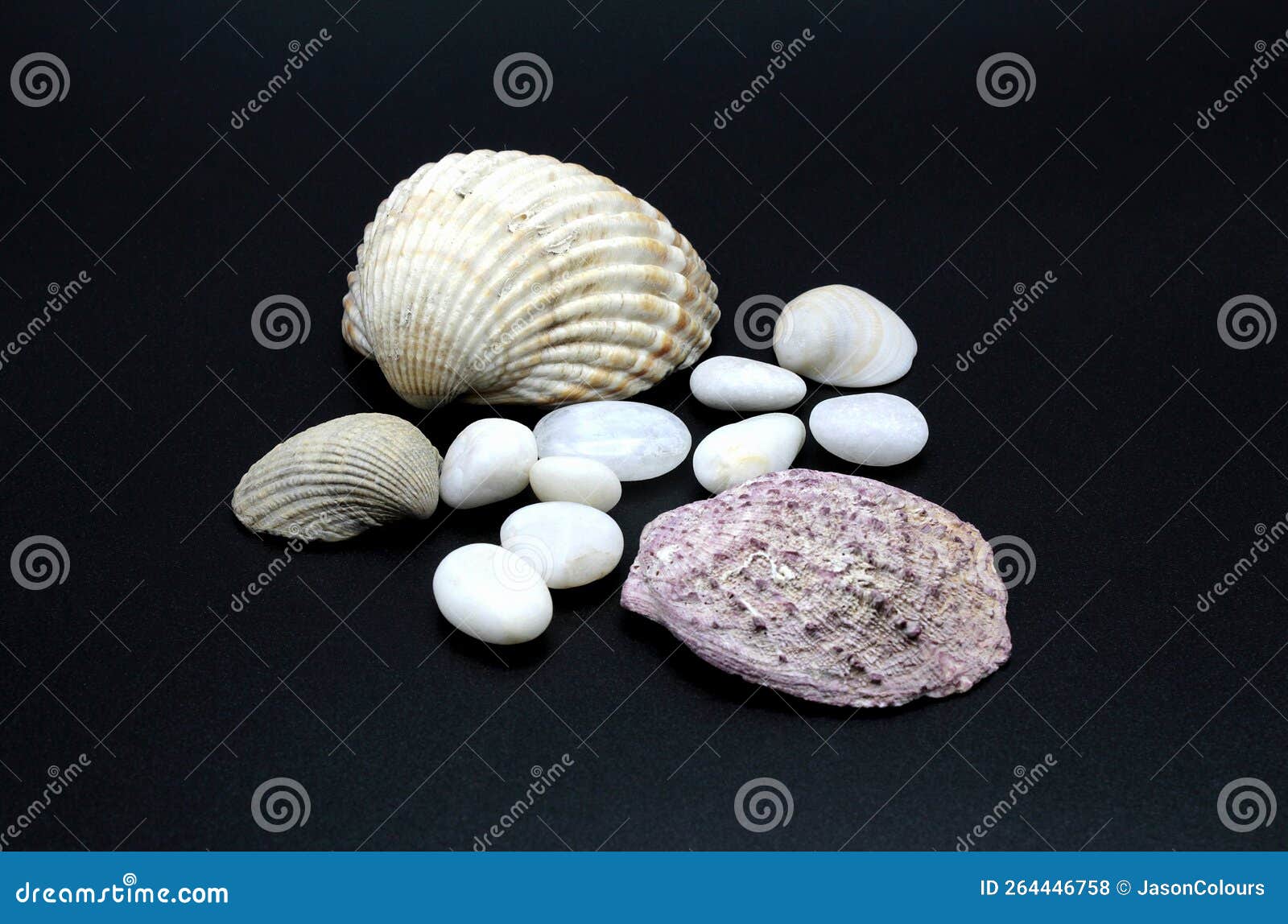 Still Life Conch Shell Stones Black Background Shells Sea Harmony Zen ...