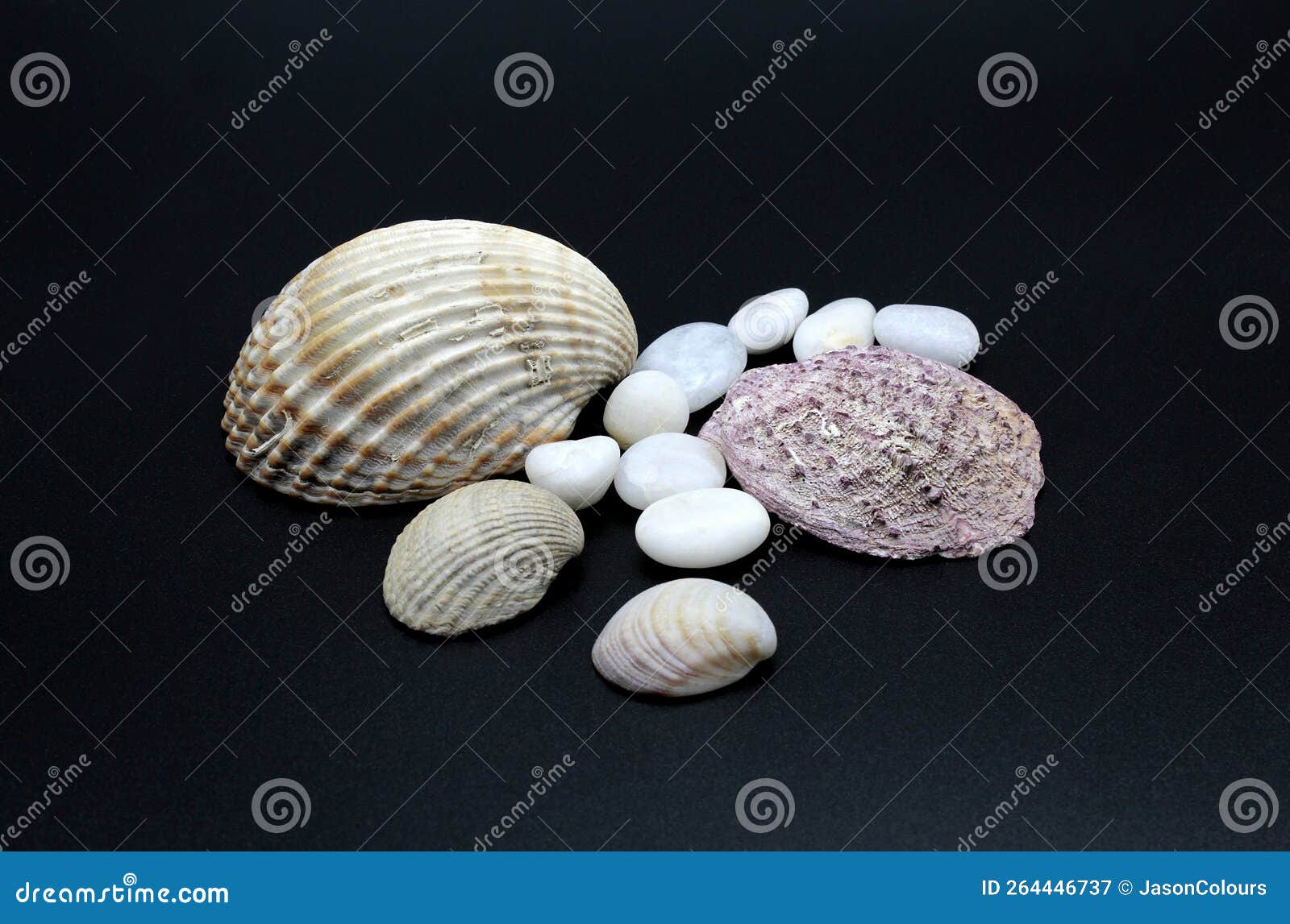 Still Life Conch Shell Stones Black Background Shells Sea Harmony Zen ...