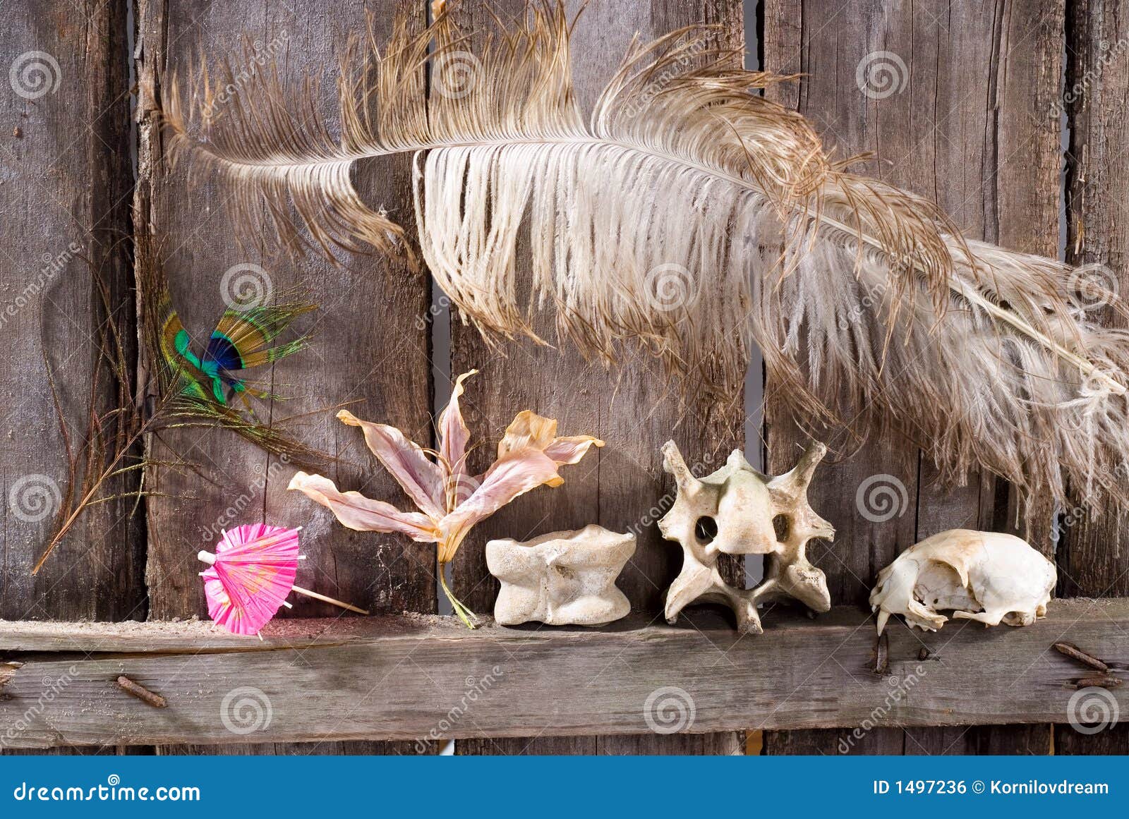 Still Life With Feather Picture. Image: 1497236