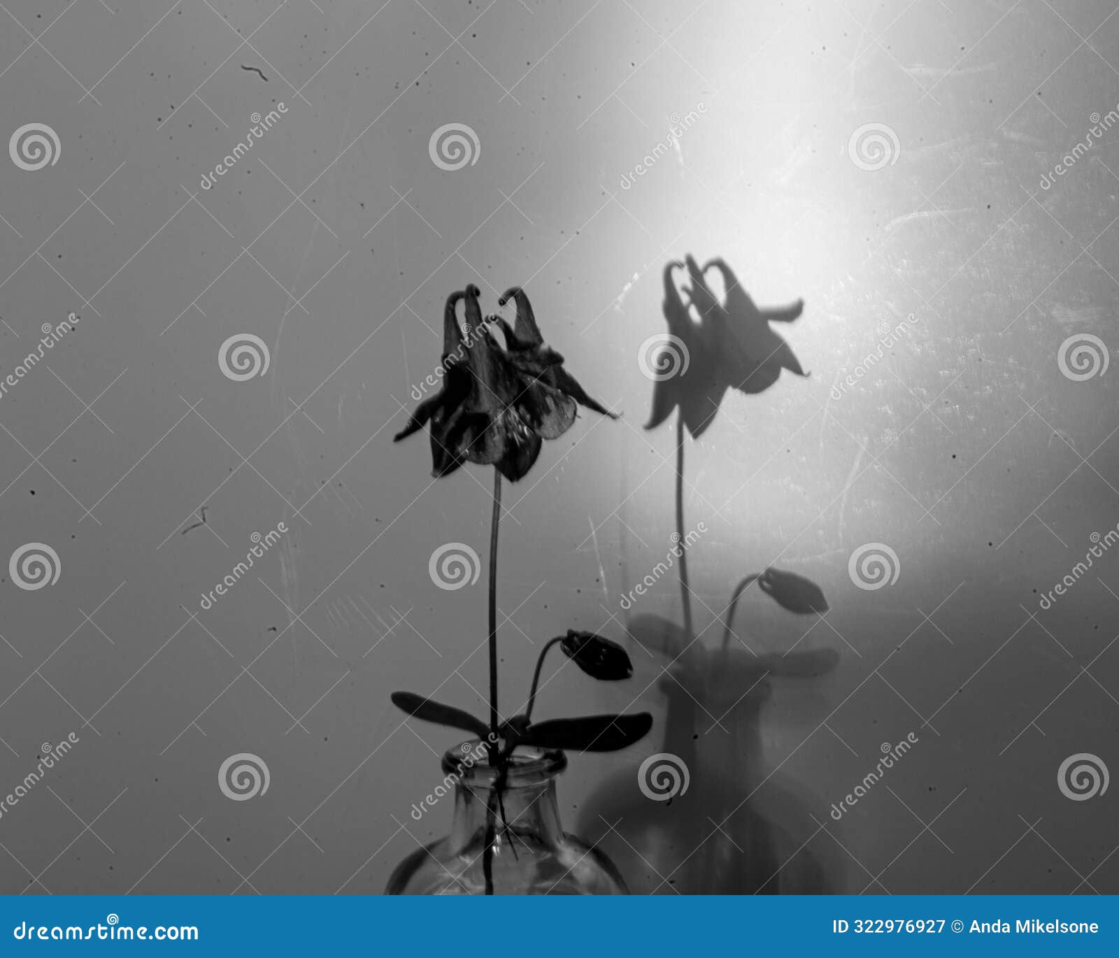 Still Life with a Flower, Quiet Shadows in the Background, Soft Evening ...