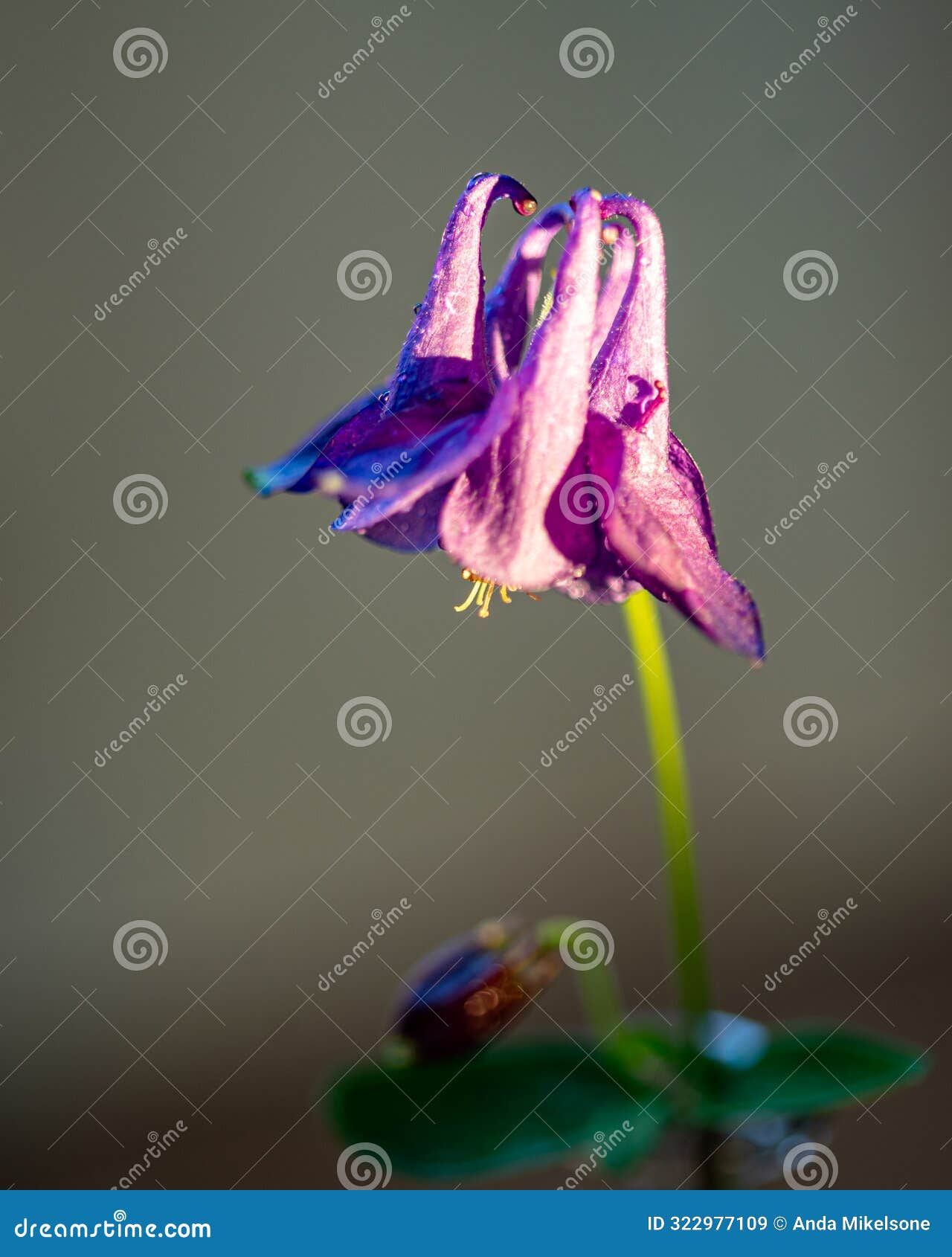 Still Life with a Flower, Quiet Shadows in the Background, Soft Evening ...