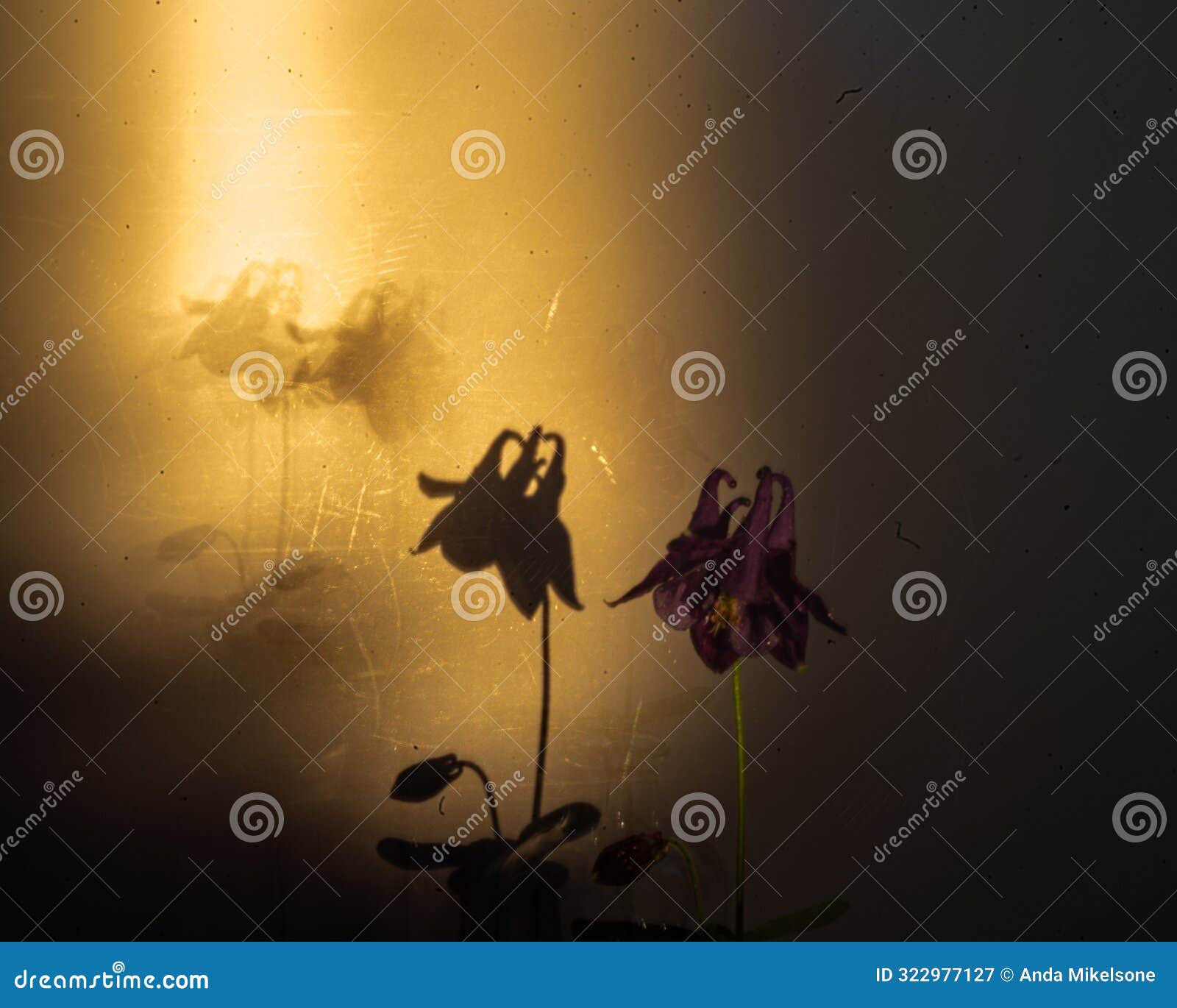 Still Life with a Flower, Quiet Shadows in the Background, Soft Evening ...