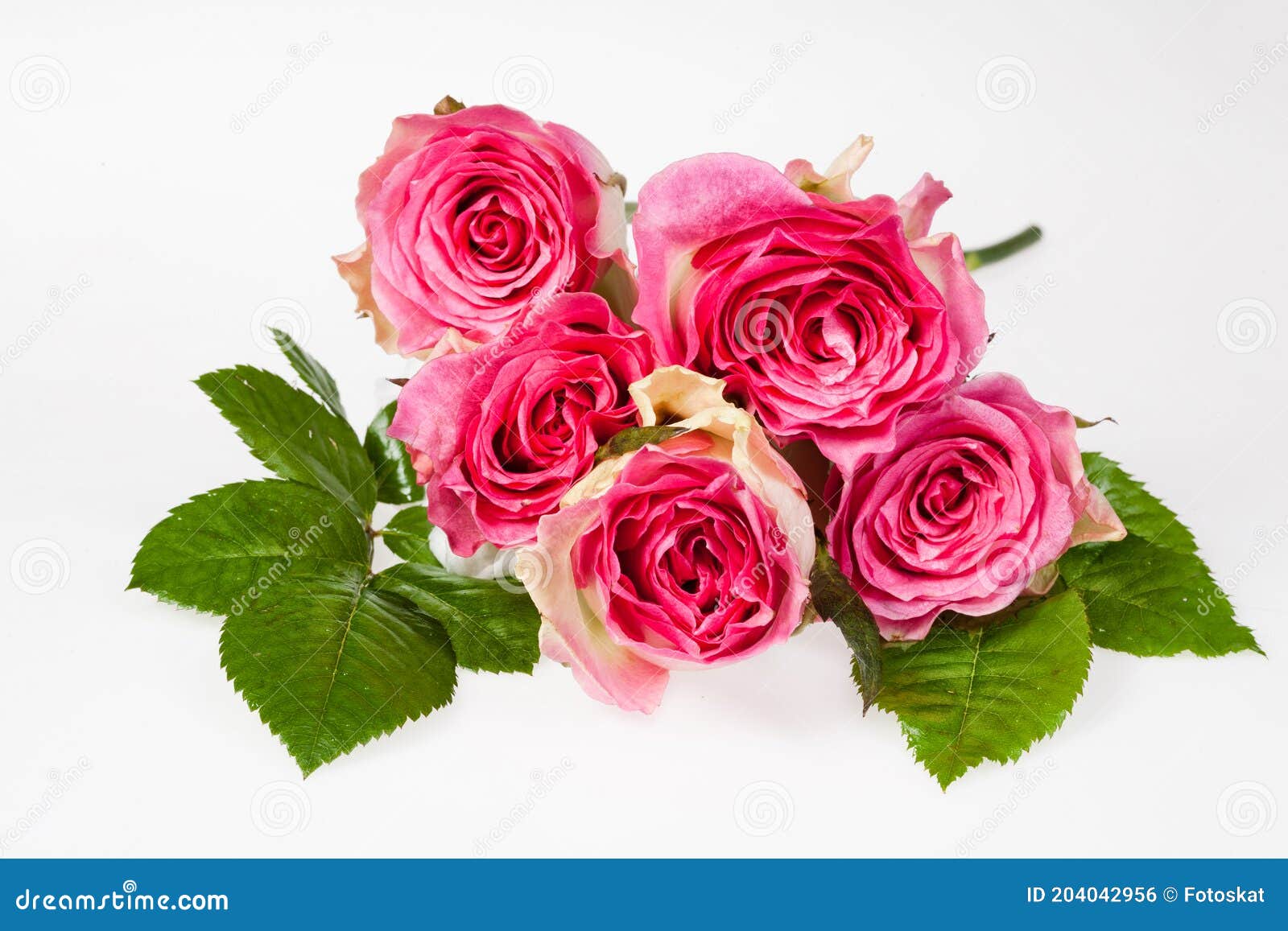 Five Red Roses stock photo. Image of isolated, close - 204042956