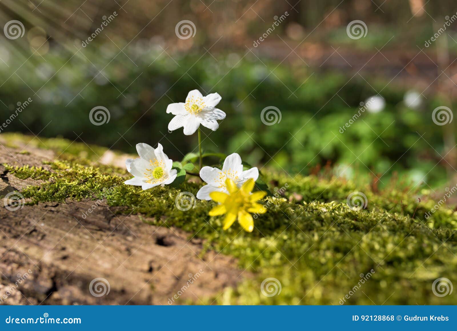 Still life in the forest stock photo. Image of botany - 92128868