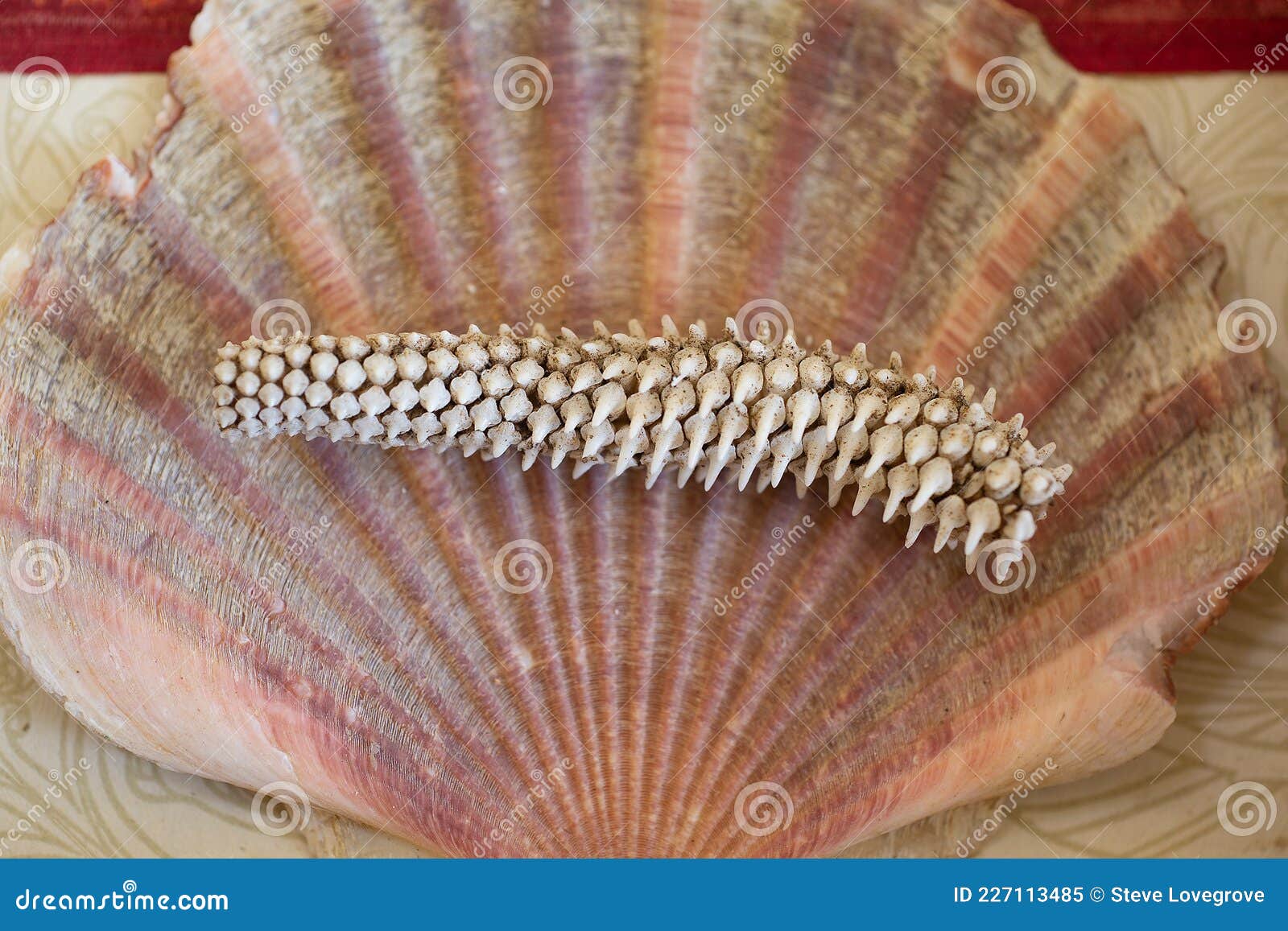 Teeth from the Crusher Plate of a Sting Ray Stock Image - Image of ...