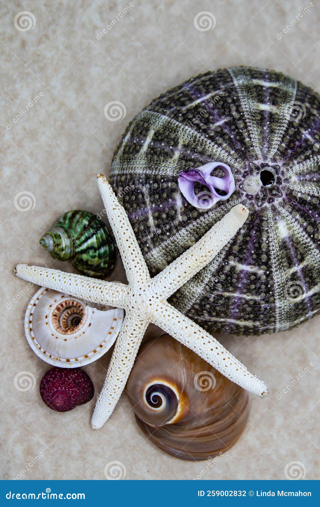 Animal Life Cycles Art Stock Photos by Megapixl