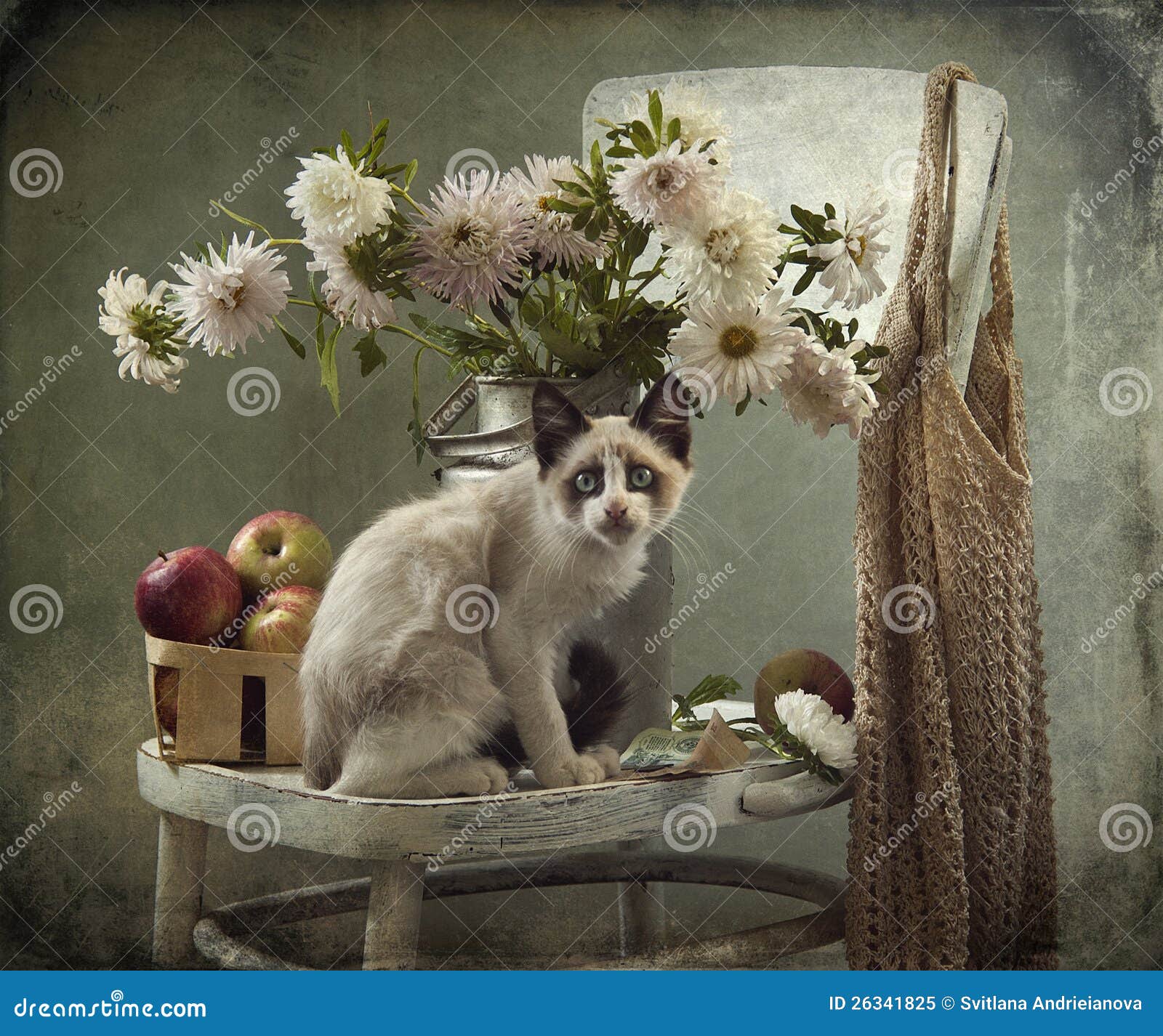Still life and kitten stock image. Image of still, petal - 26341825