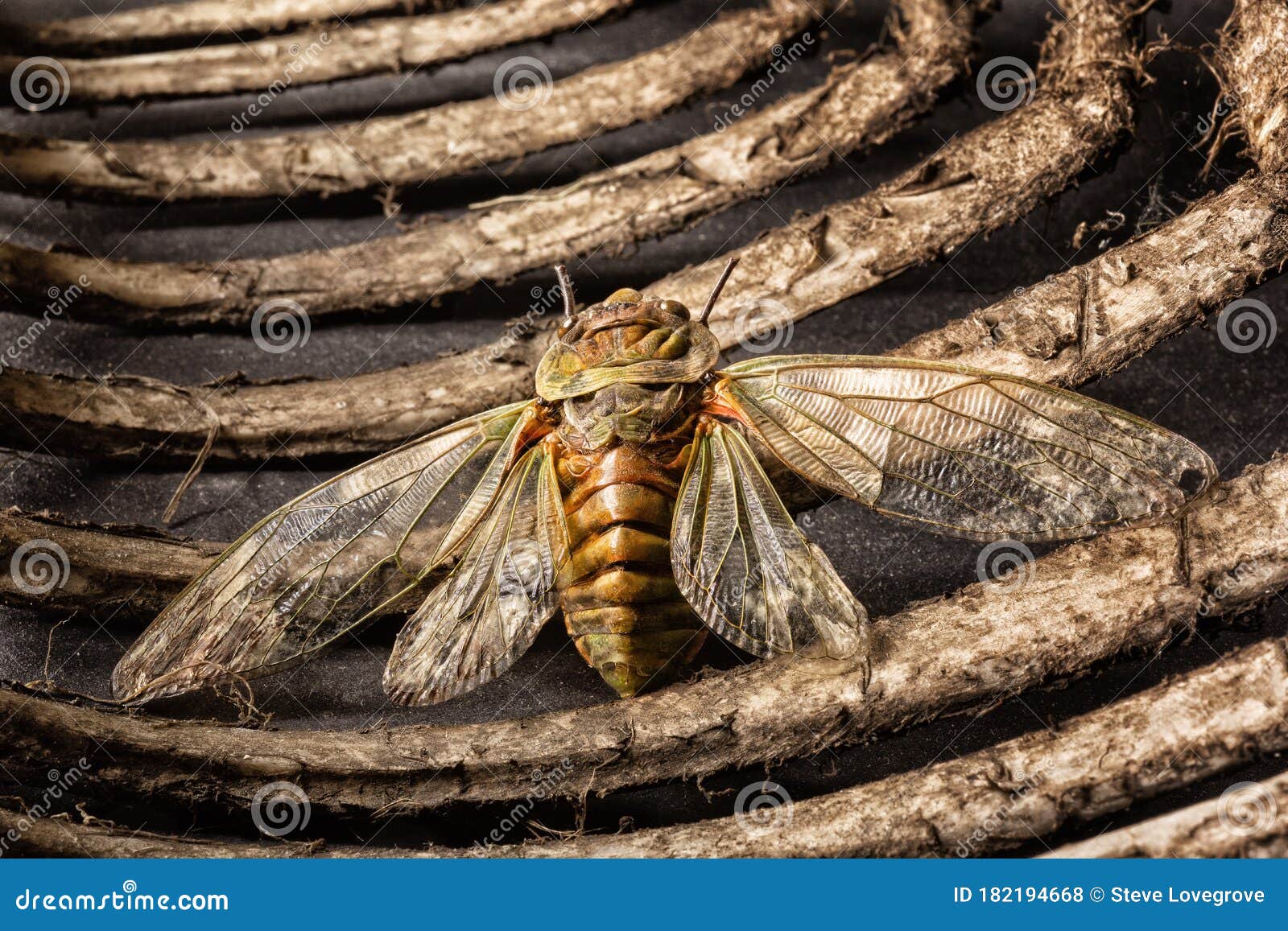 Cicada Insect Posed on the Rib Cage Stock Photo - Image of creature ...