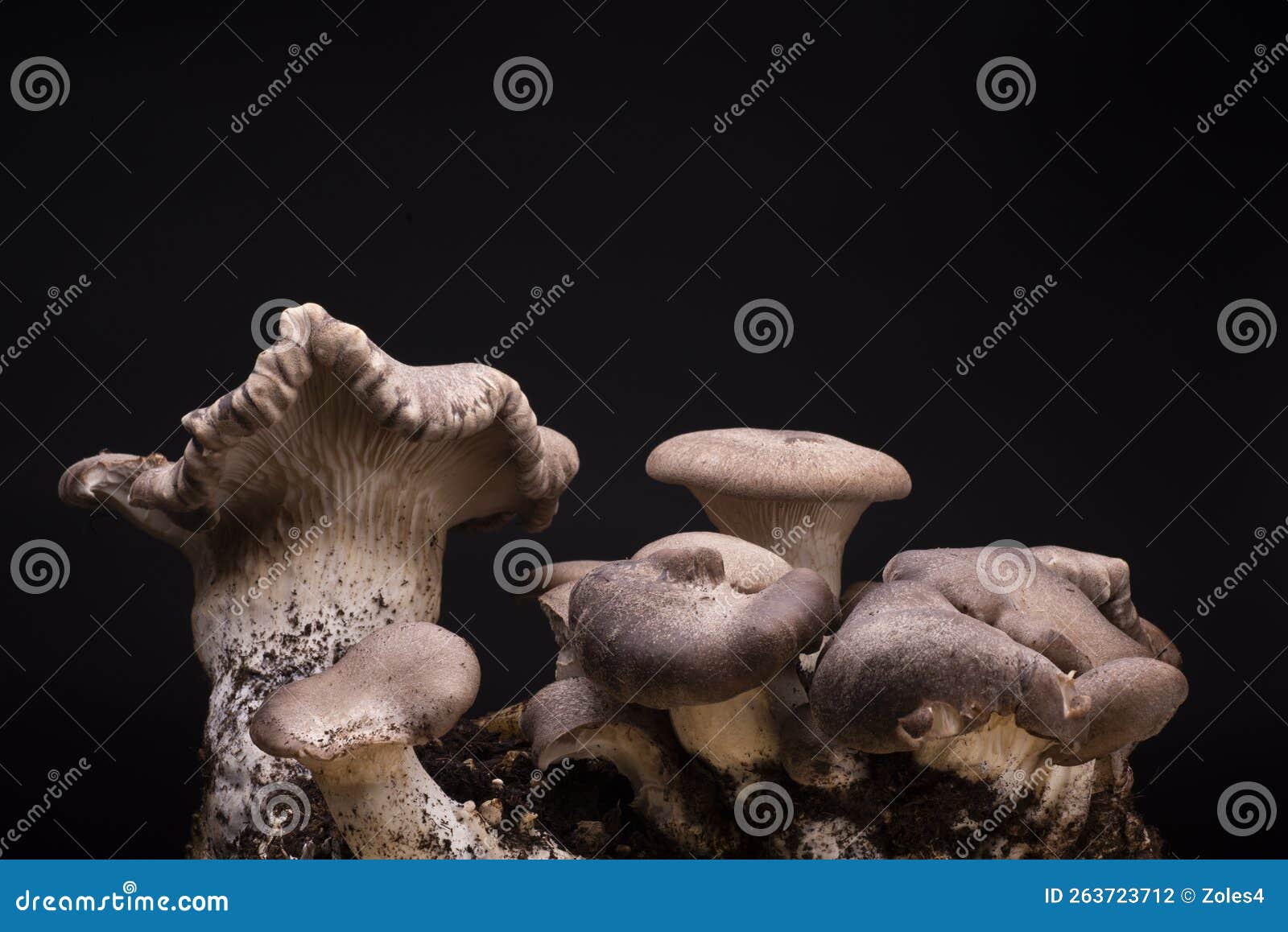 Still Life of Mushrooms with Earth Stock Photo - Image of spores ...