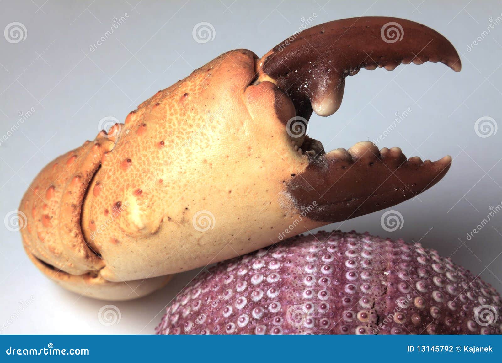 Still Life with the Nipper of the Crab Stock Photo - Image of claw ...