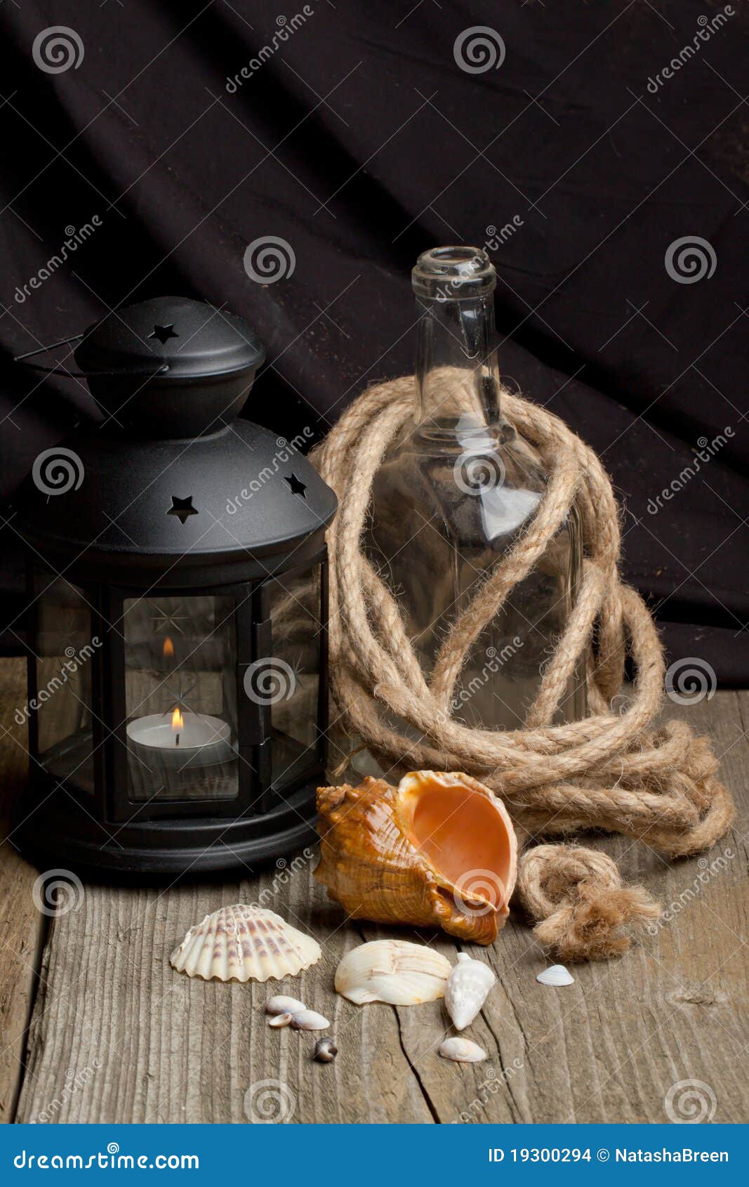 Still Life Photography Shells