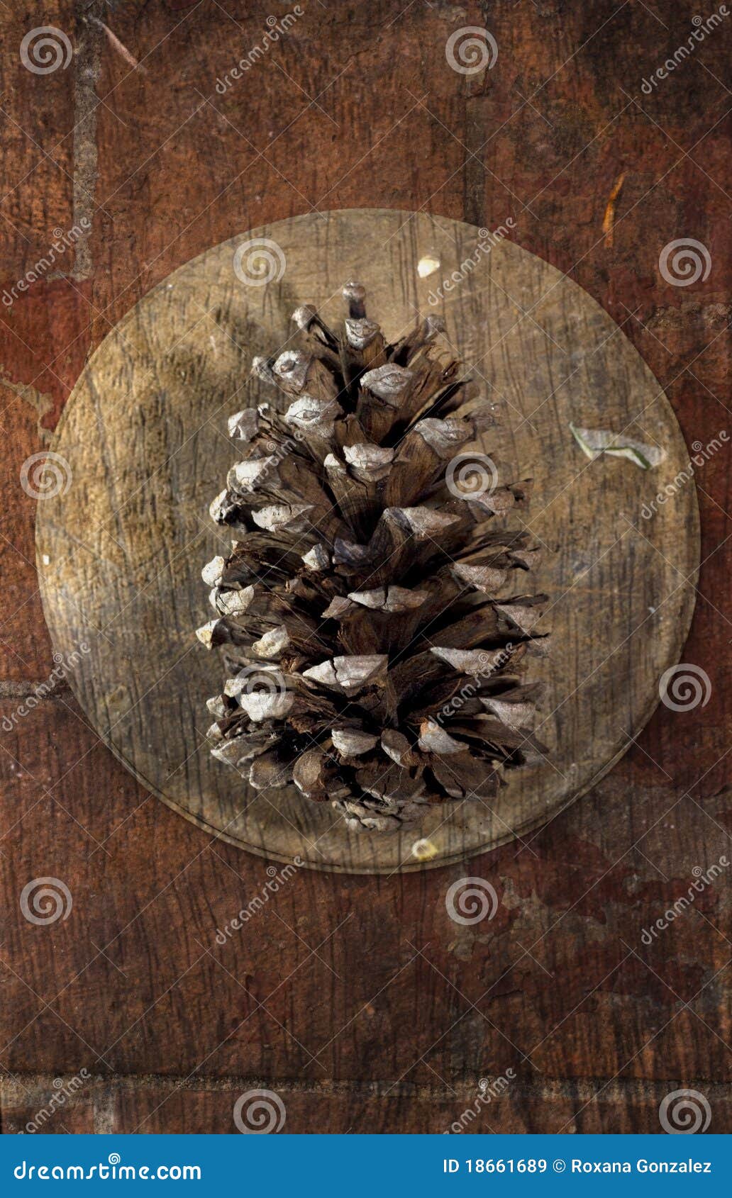Still life with pine cone stock image. Image of still - 18661689
