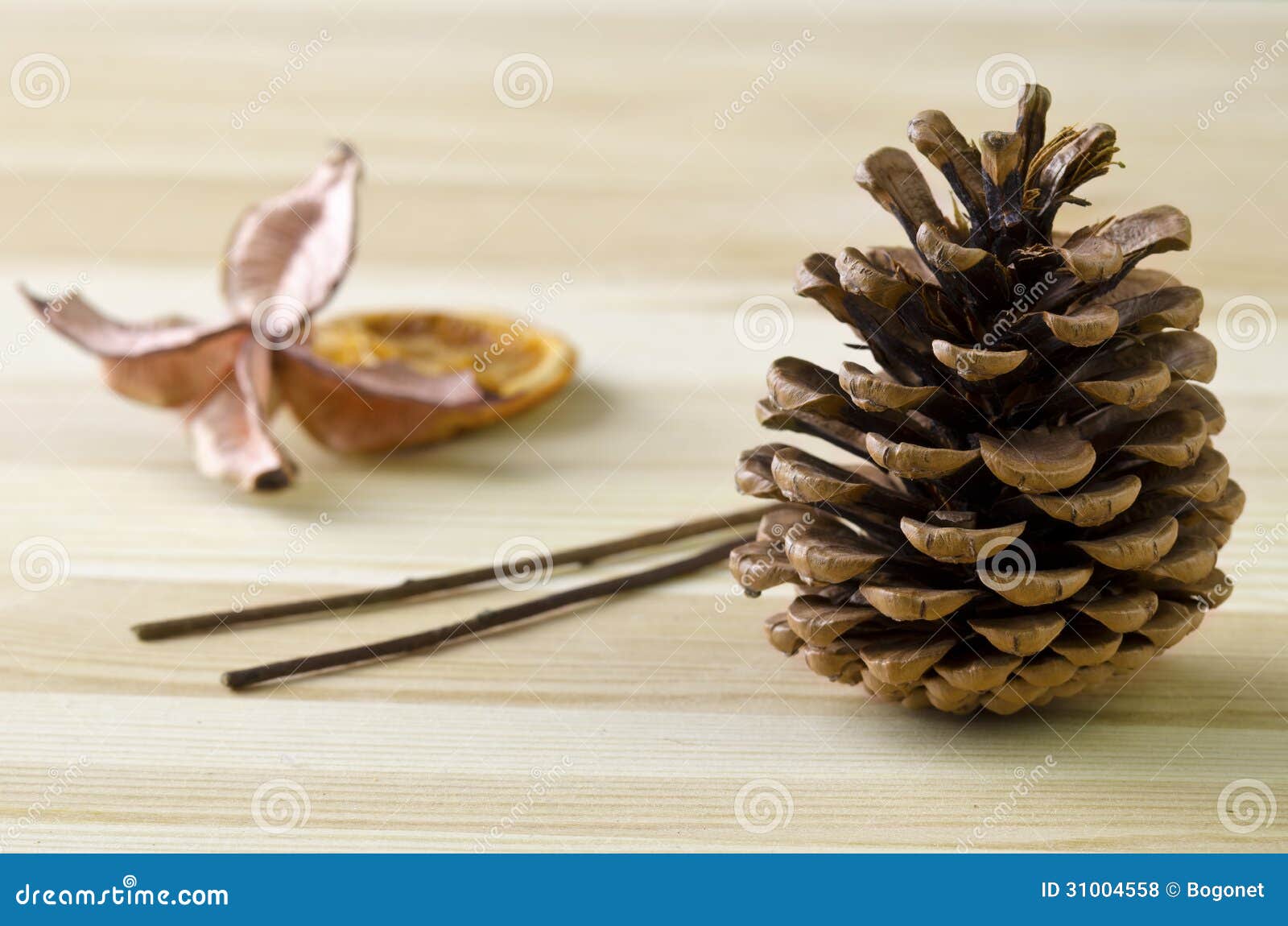 Still life - pine cone stock photo. Image of autumn, nature - 31004558