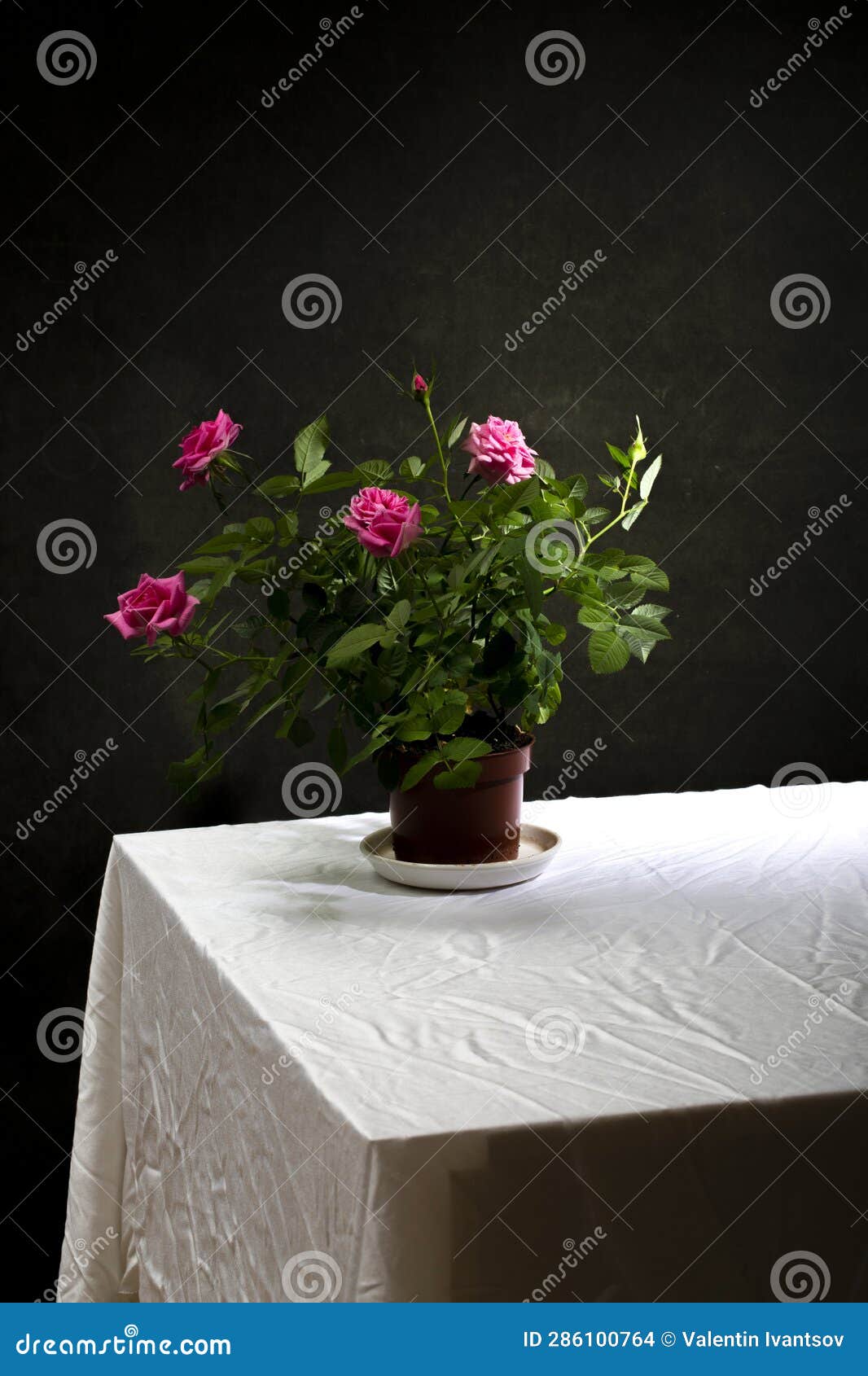 Still Life with a Potted Indoor Rose on the Table Stock Photo - Image ...