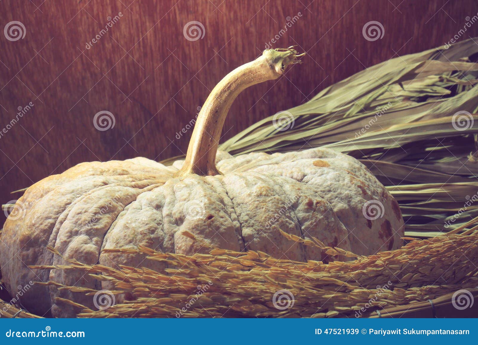 Dry Rice Are Dead Because It Have White Fungus And Black Fungus. Close ...