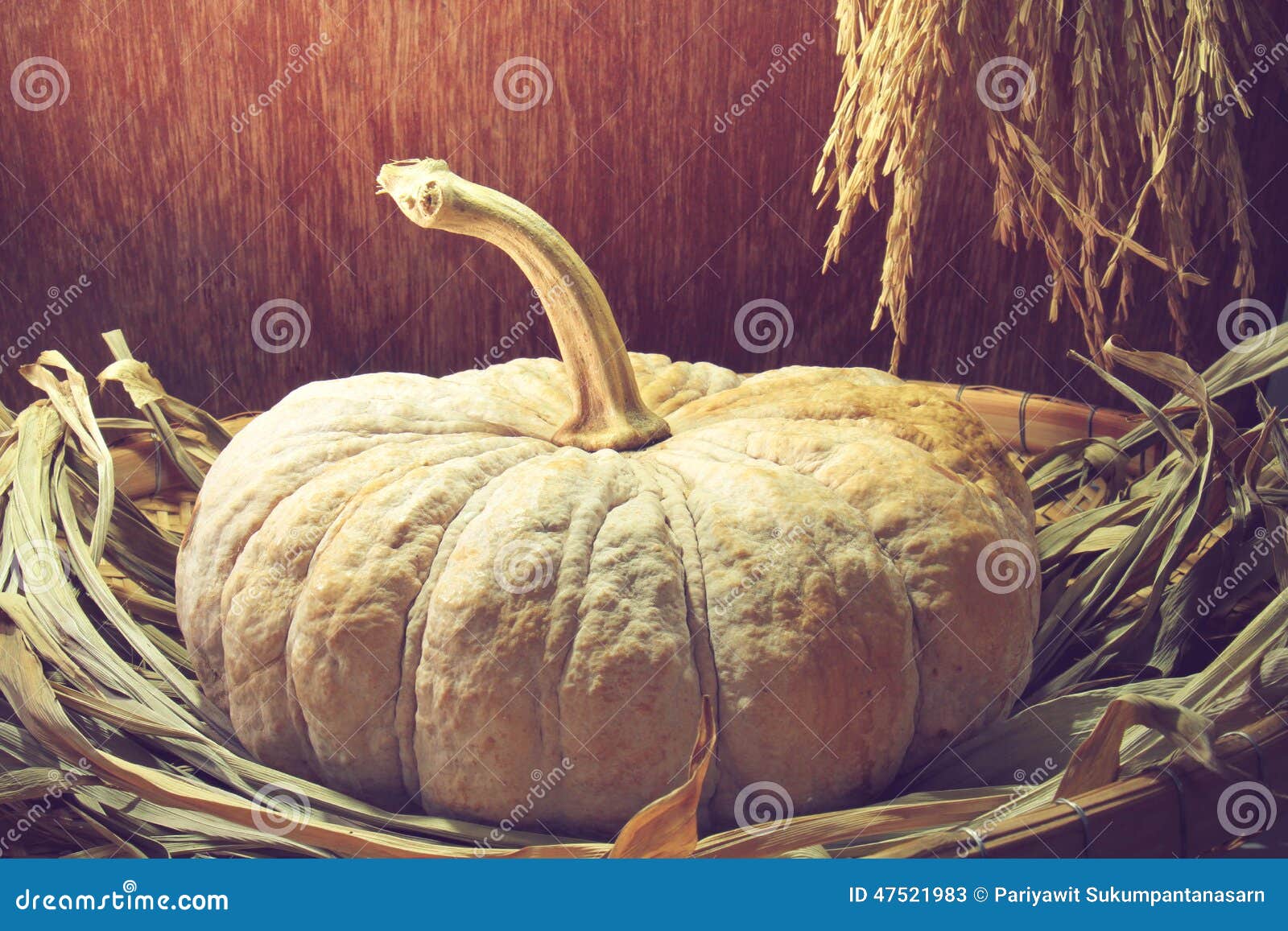 Dry Rice Are Dead Because It Have White Fungus And Black Fungus. Close ...