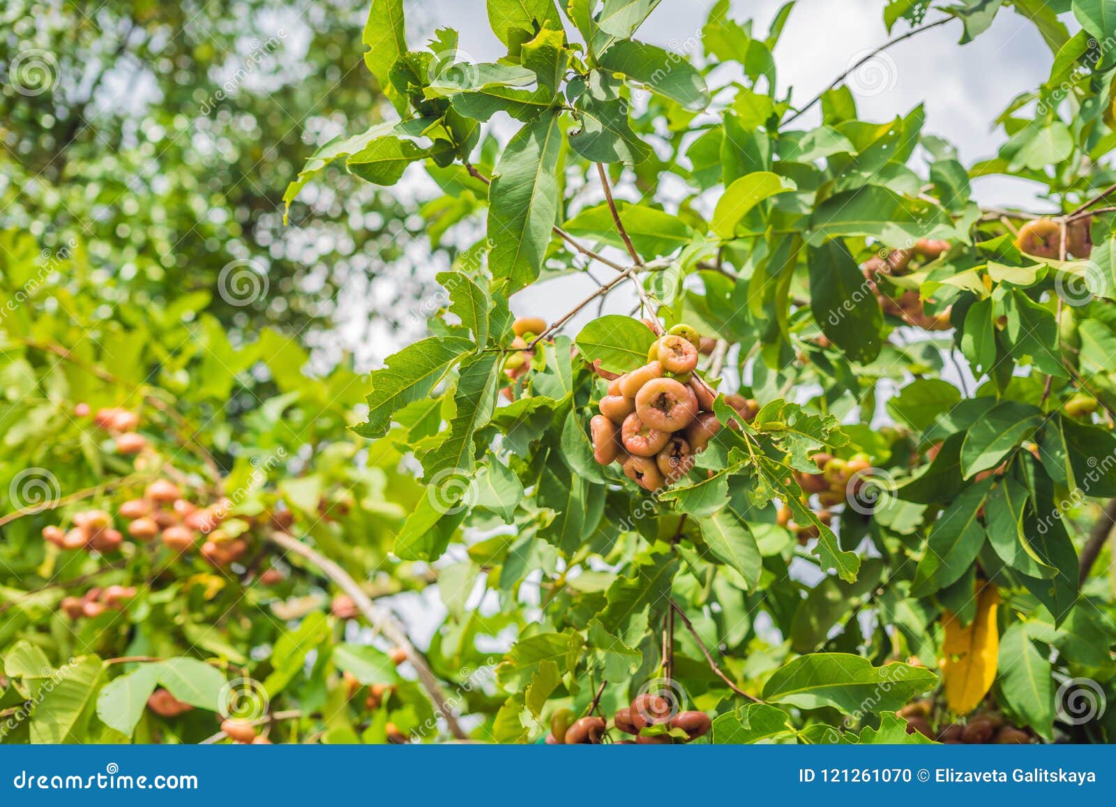 Still Life of Rose Apple or Chompu Growing on a Tree Stock Photo ...