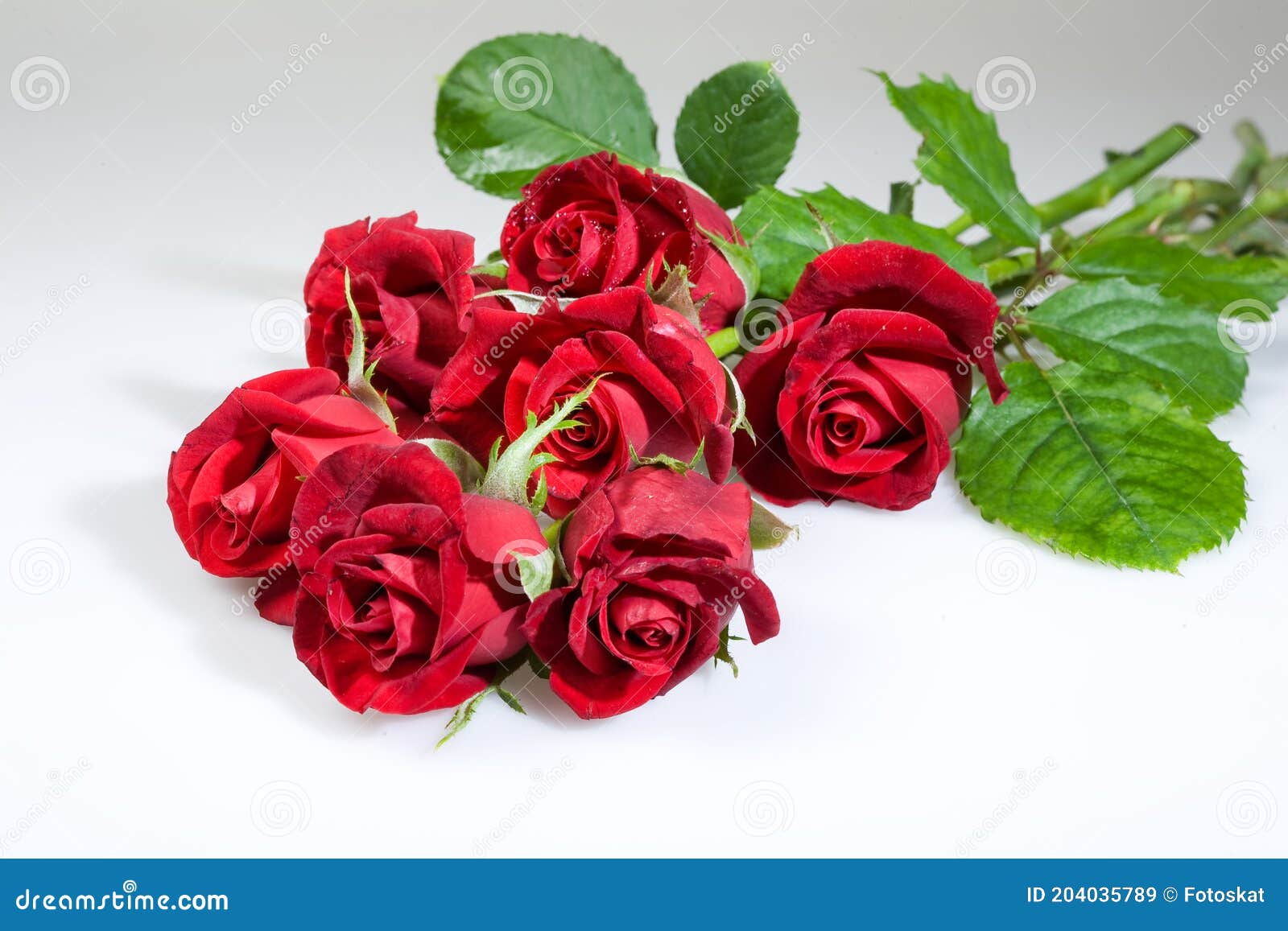 Still Life with Roses stock image. Image of floral, bridal - 204035789