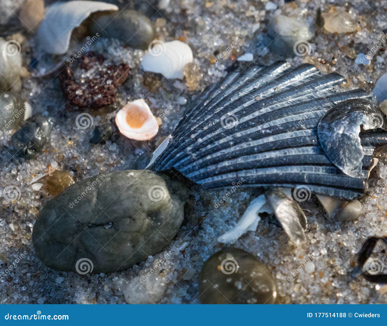 Still Life of a Scallop Shell and Pebbles Plus Bits of Washed-up Marine ...