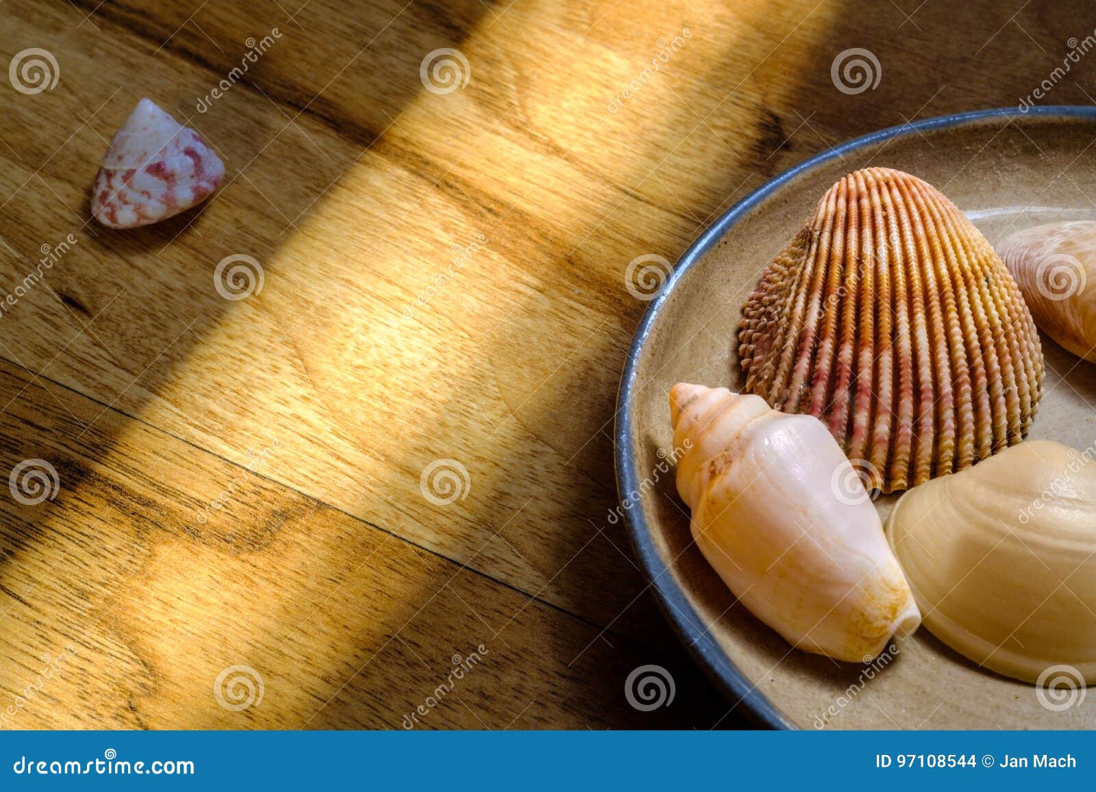Still life with sea shells stock photo. Image of summer - 97108544