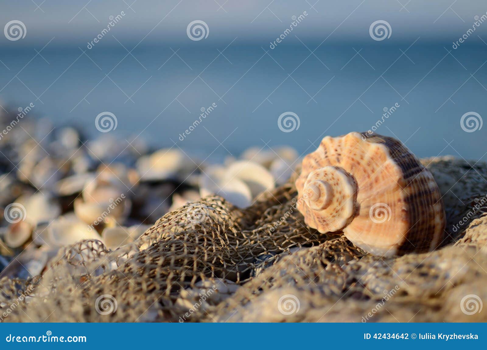 Still Life with the Seashell and Fishing Net on the Tropical Beach ...