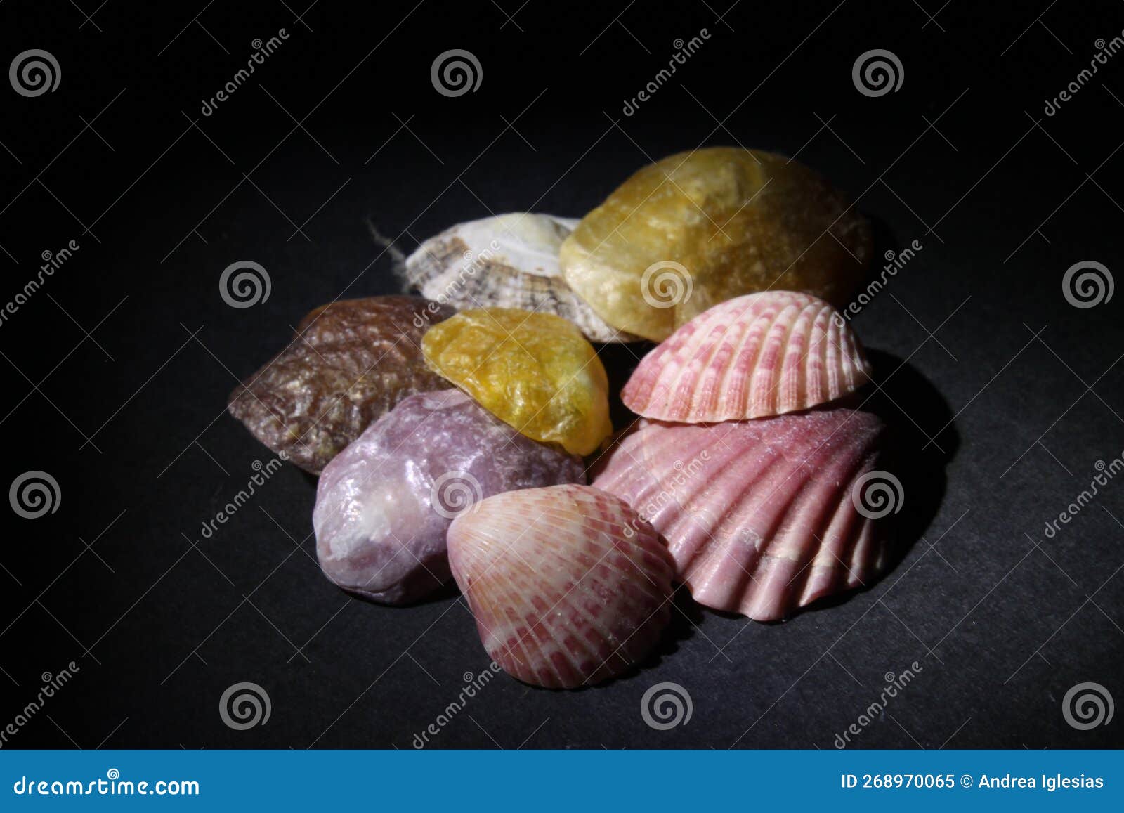 Still life seashells stock image. Image of shot, marine - 268970065