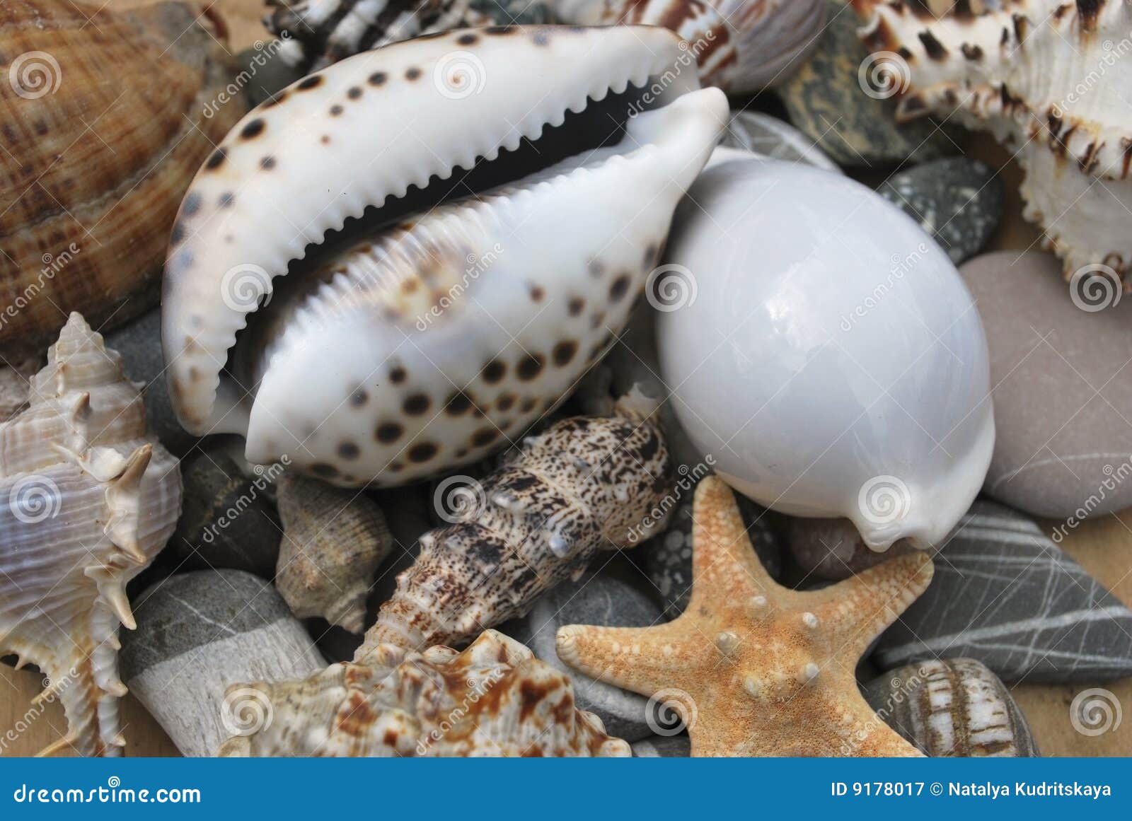 Still life with seashells stock image. Image of nature - 9178017